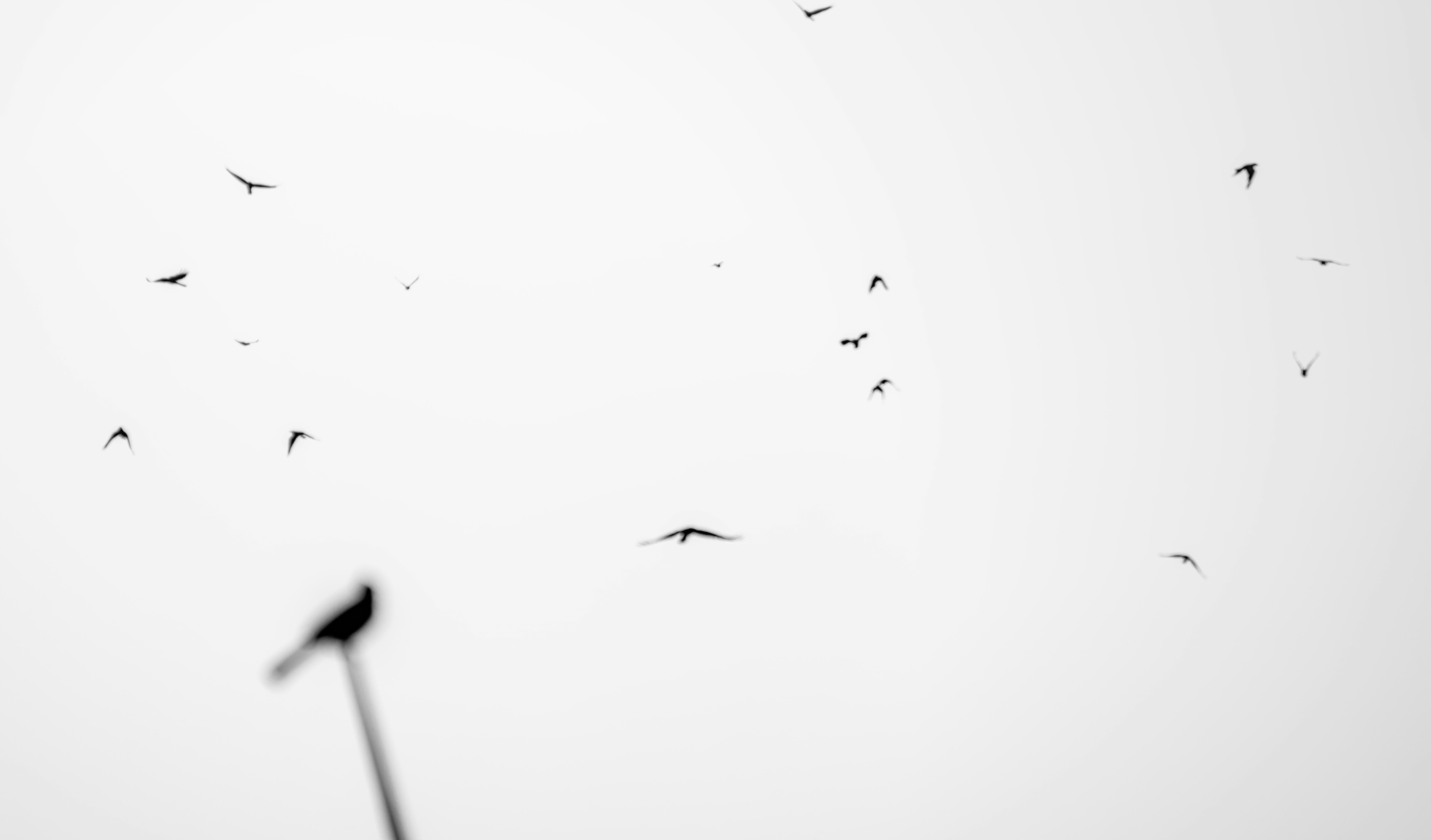 Flight Chorus Over a Silhouetted Streetlight
