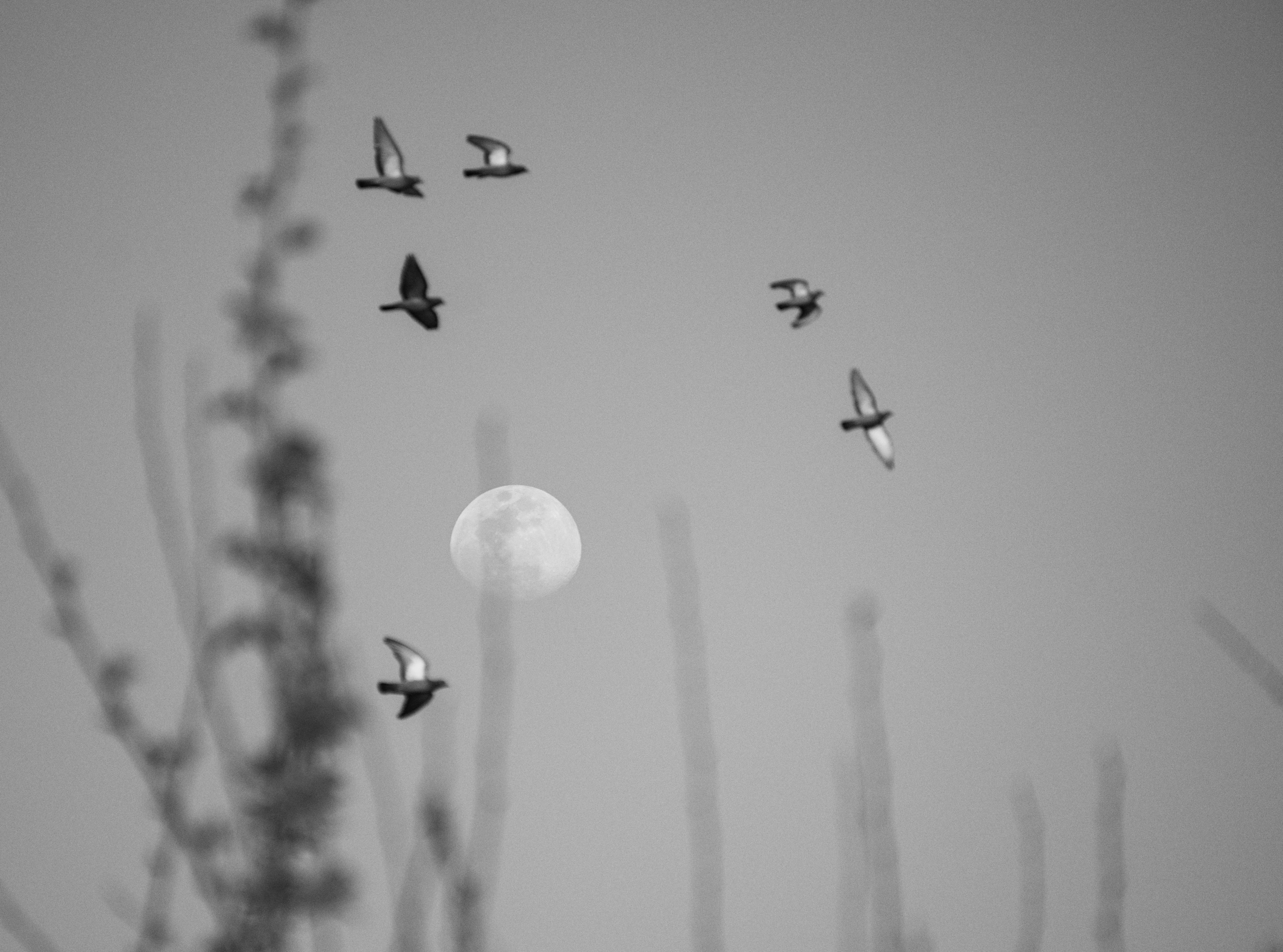Moonlit flock: silhouettes drift past a lunar orb