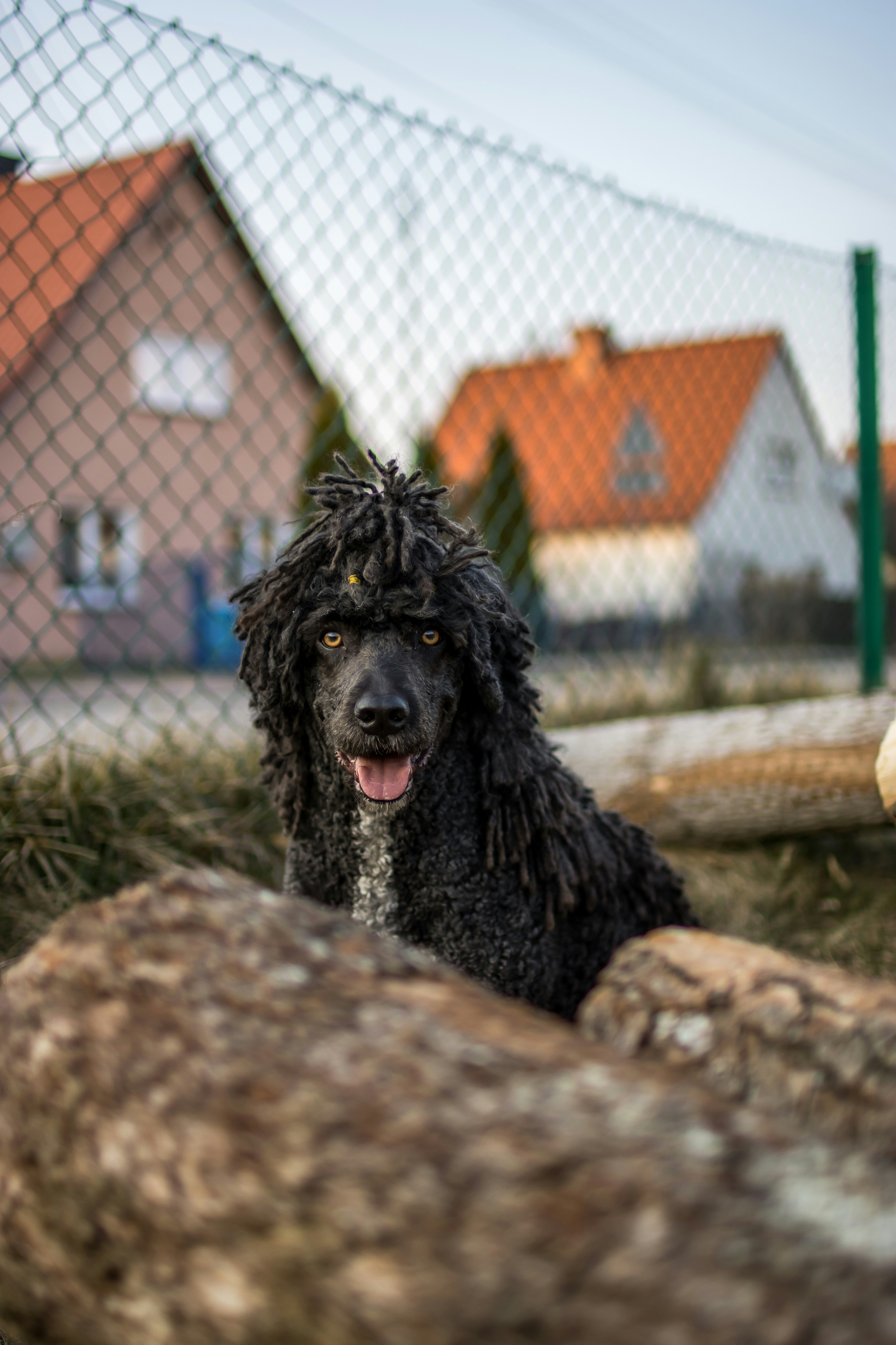 Black Löwened Joy: A Curious Pooch Amid Backyard Stones
