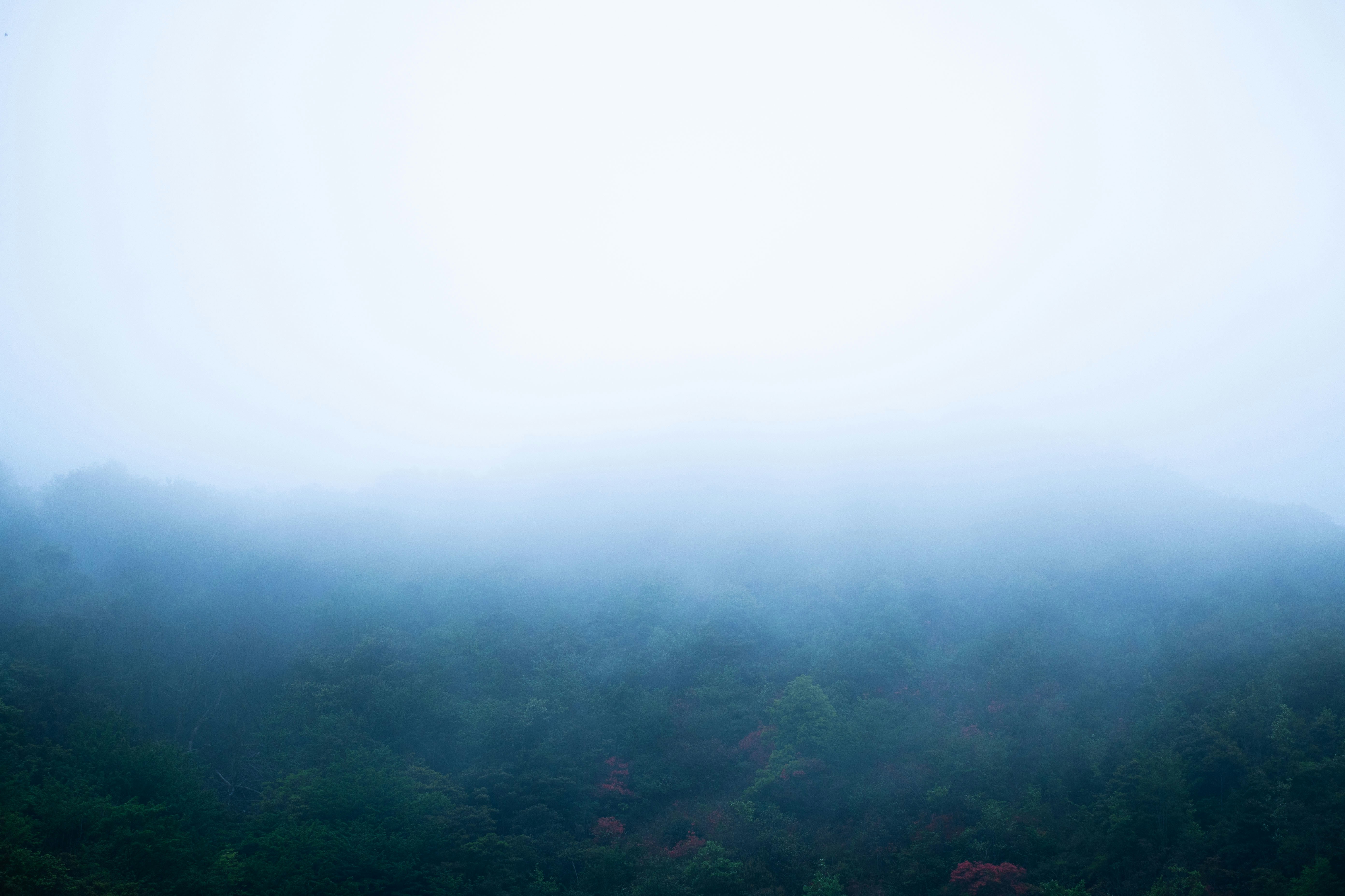 Low-Cloud Ridge: Quiet Mist Over Verdant Slopes