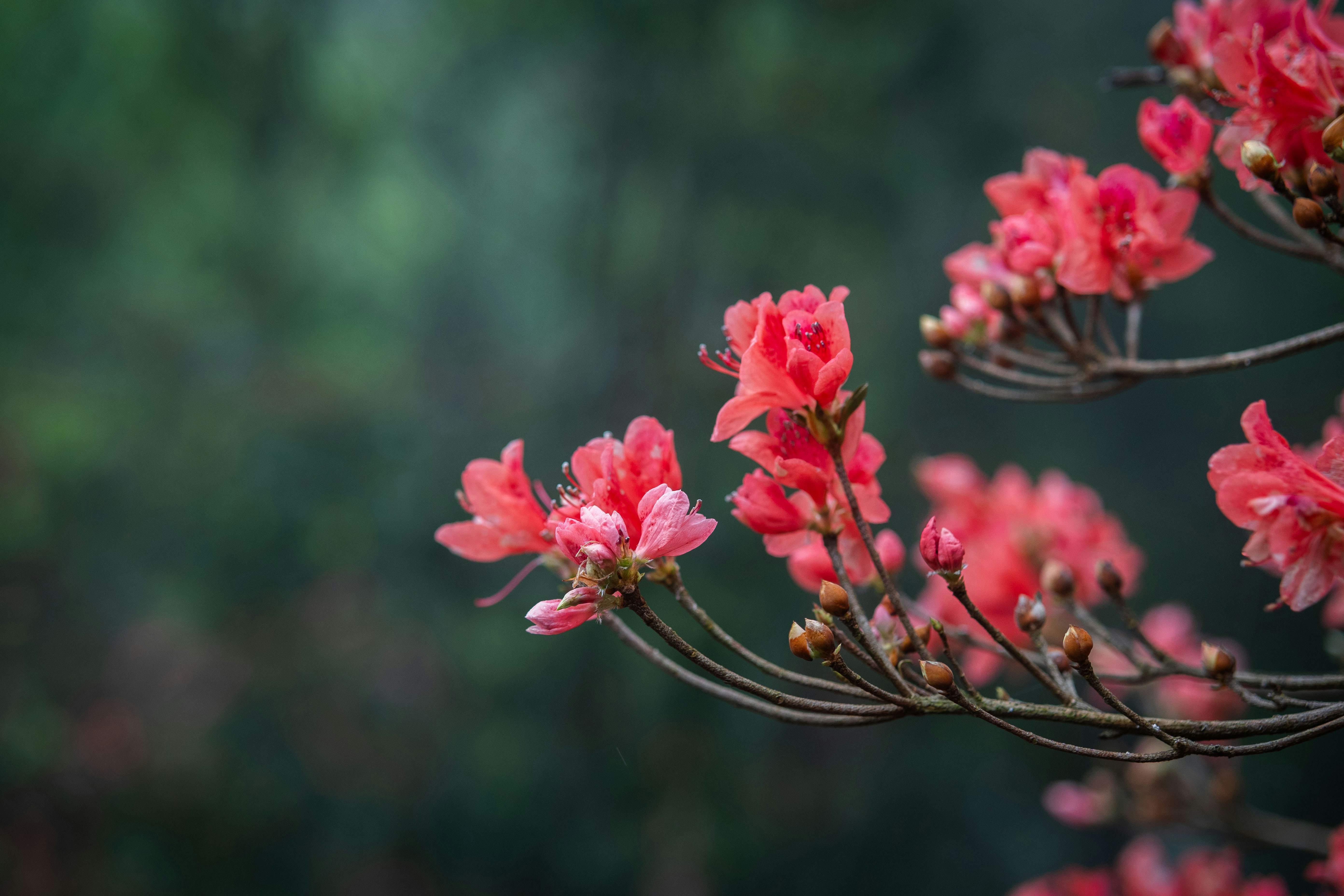 Blooms on the Edge: Coral Pink Blossoms Stretch Across a Quiet Branch