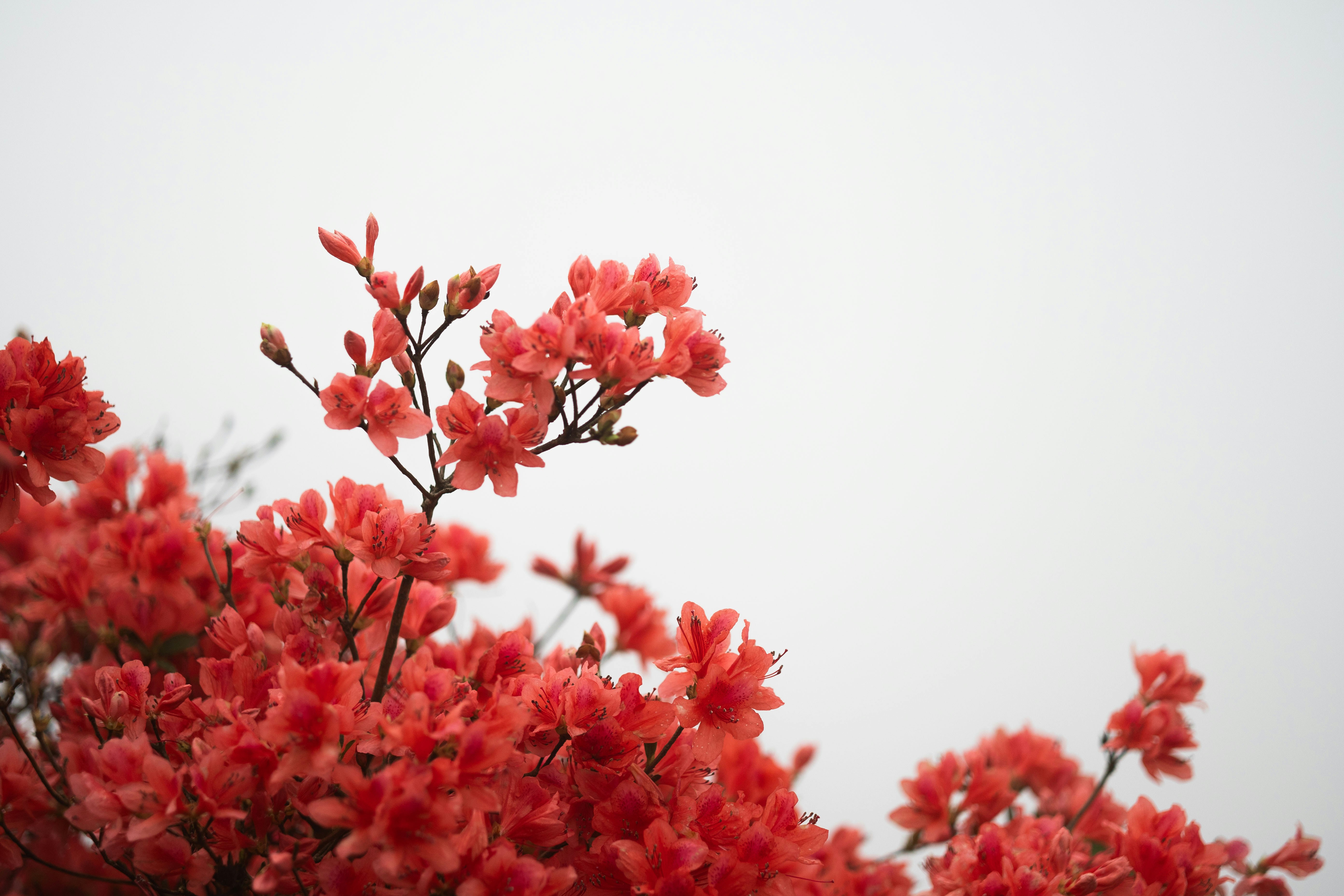 Crimson Blooms at the Edge of Light