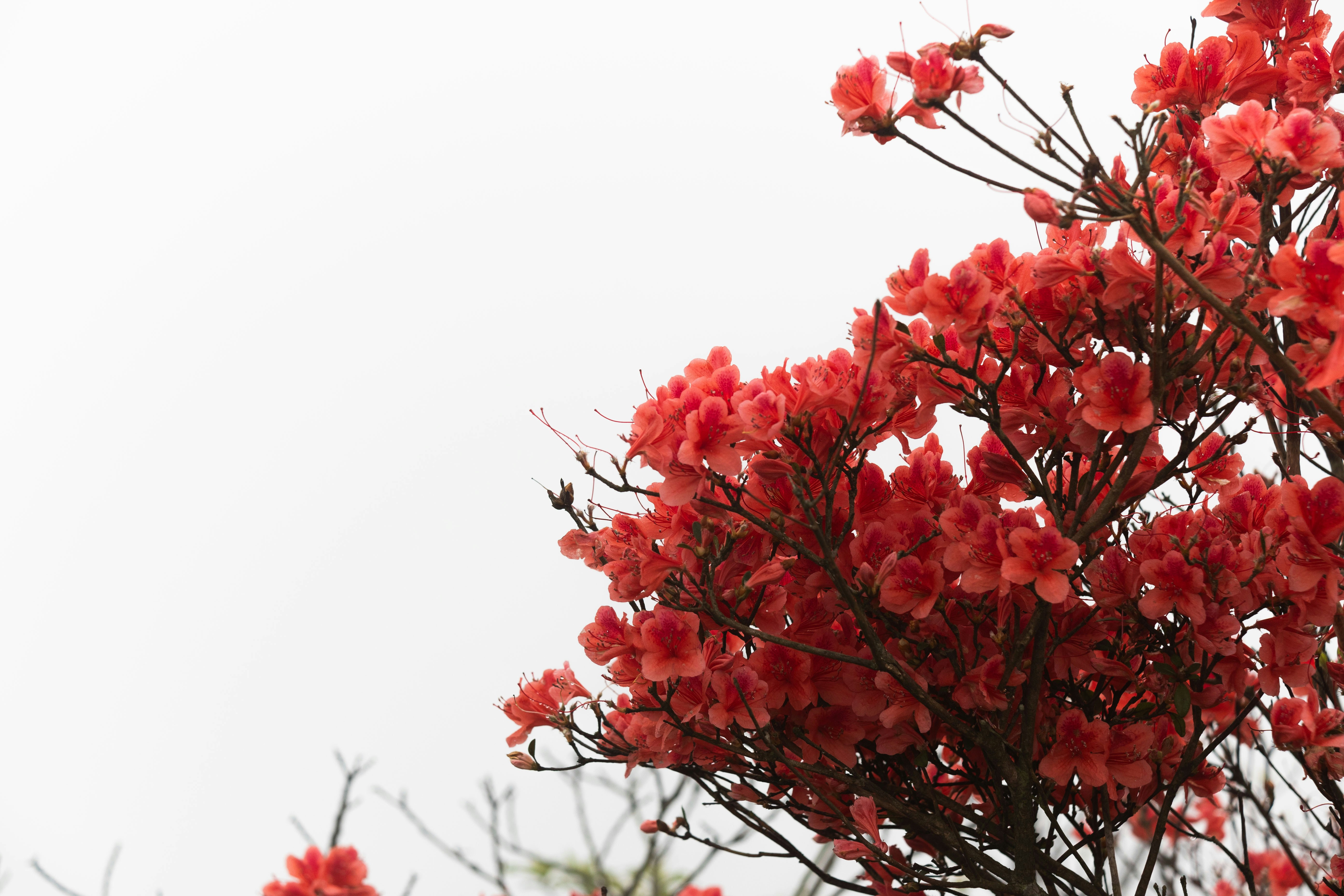 Flaming Bloomscape: Red Blossoms Against a Minimal Sky