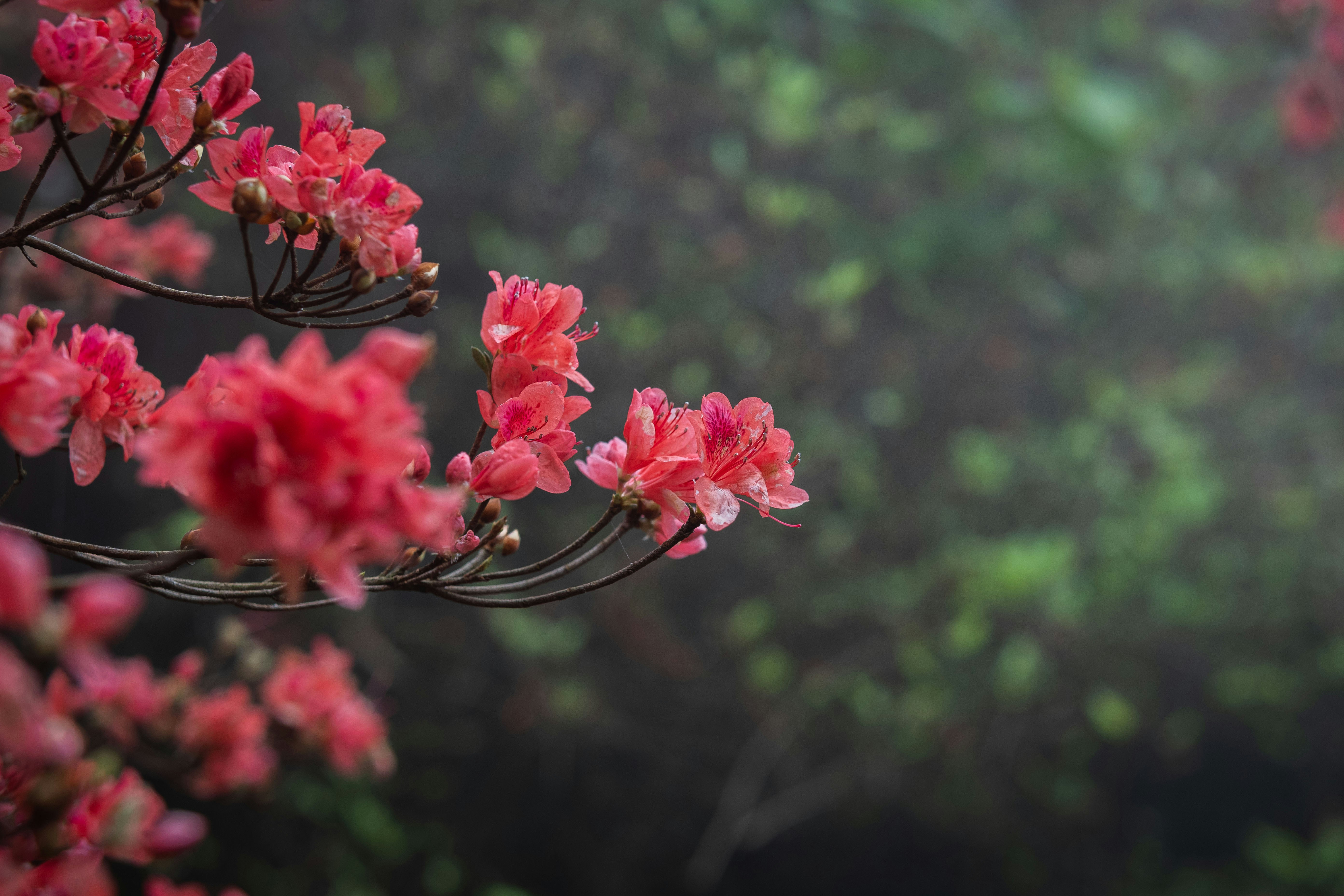 Crimson blossoms breathing against a muted spring backdrop