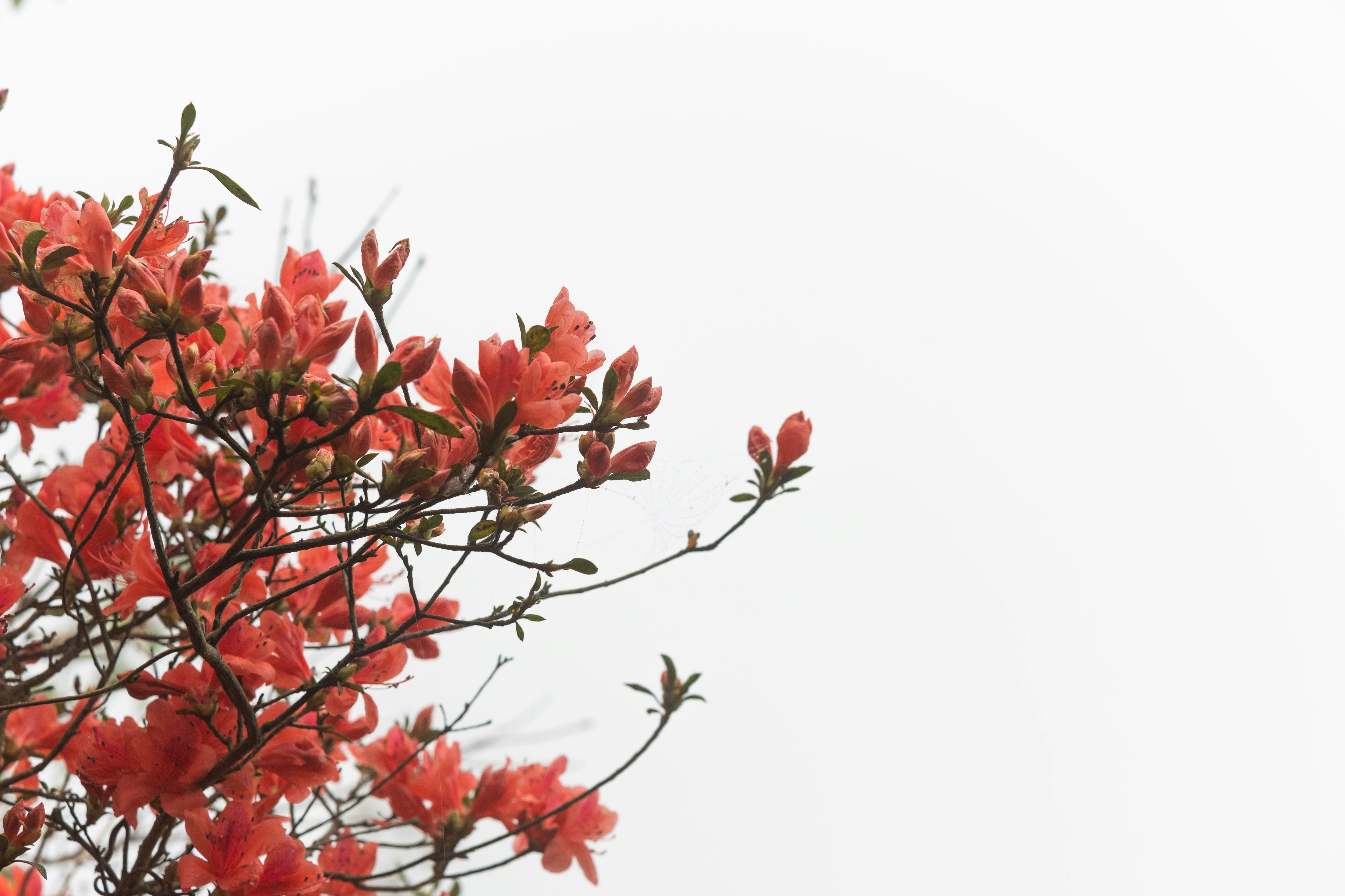 Blossoms Reaching Into a Minimal Sky