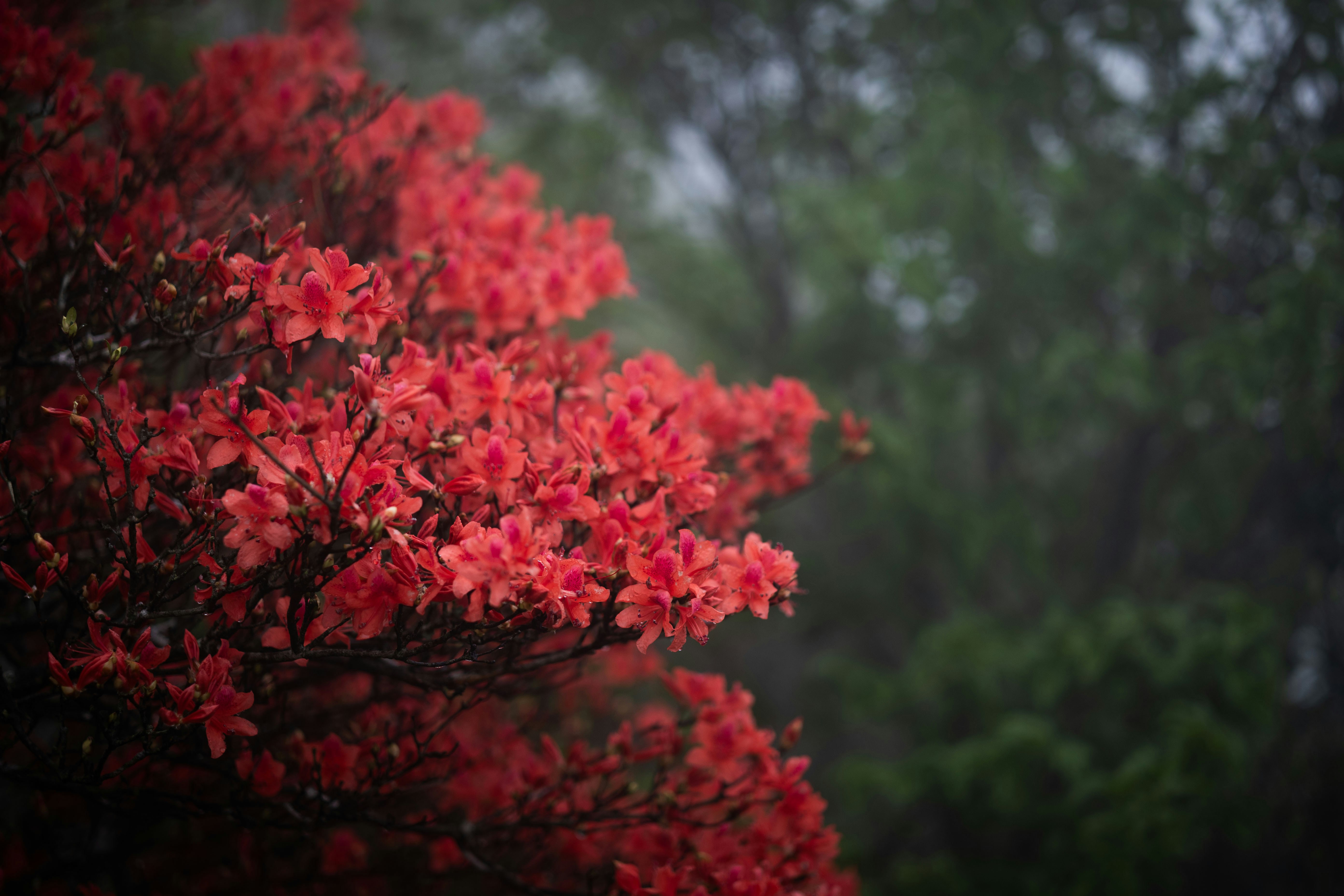 Crimson Blooms at the Edge of Quiet Green