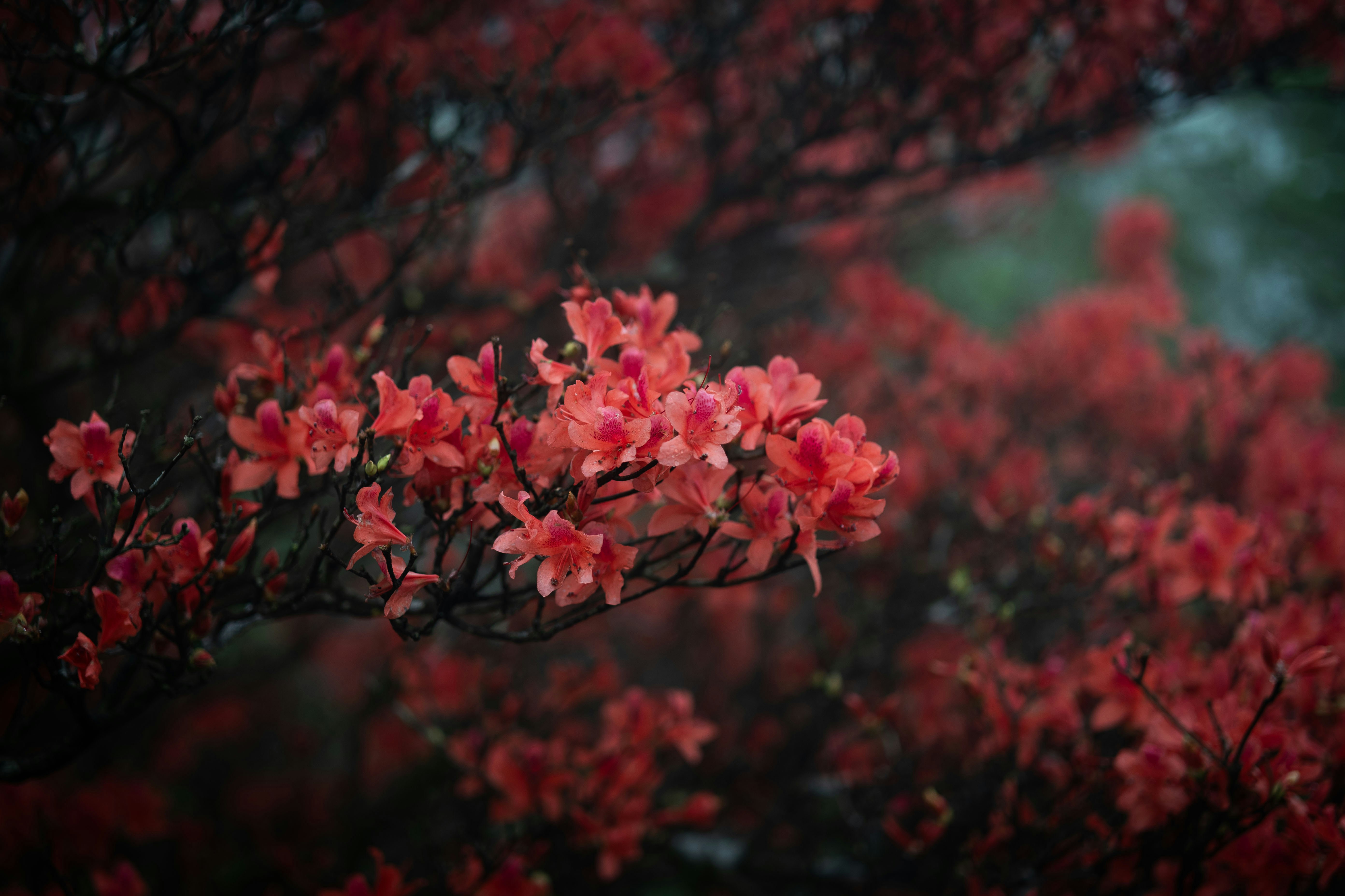 Crimson blossoms in a moody garden