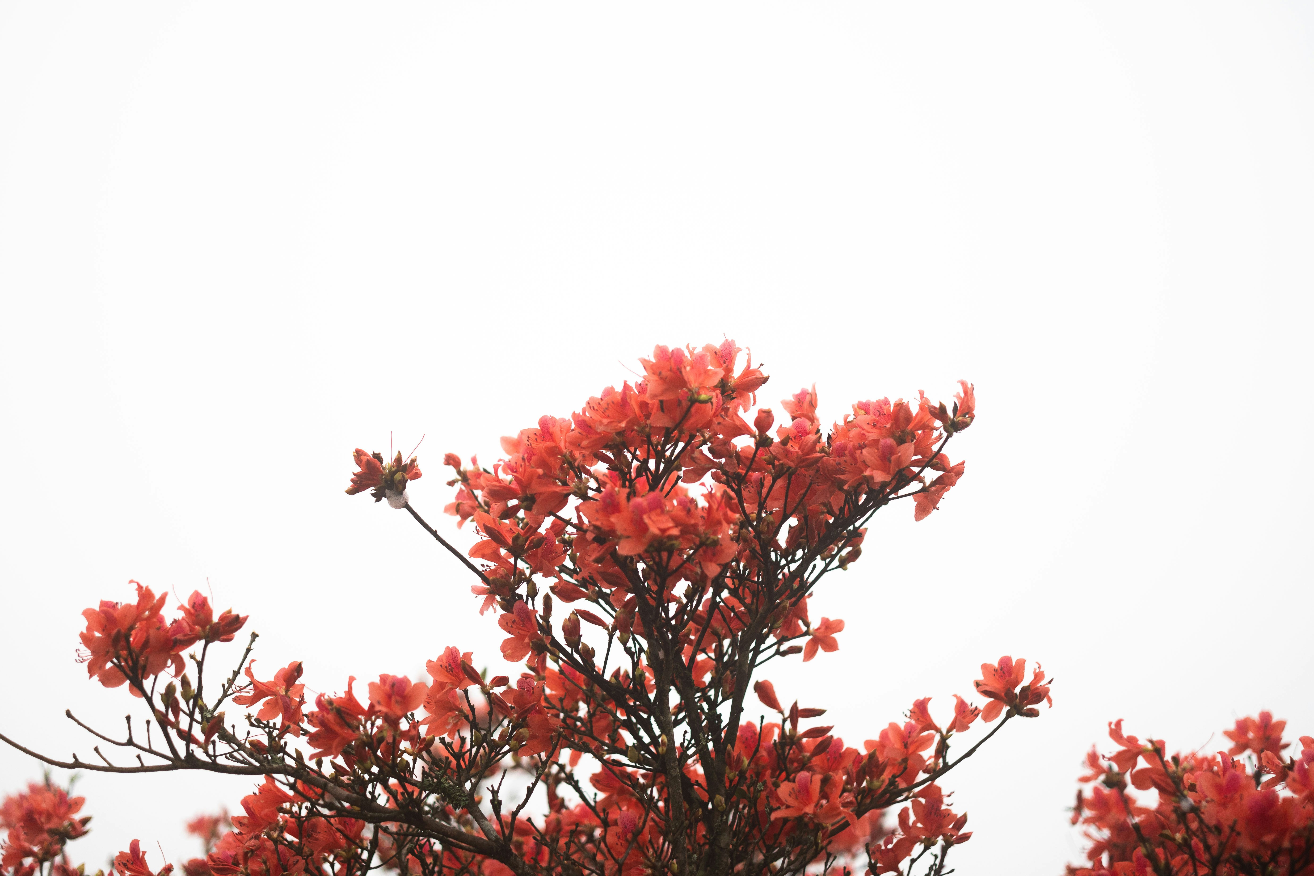 Crimson Bloom Against a Skyward White