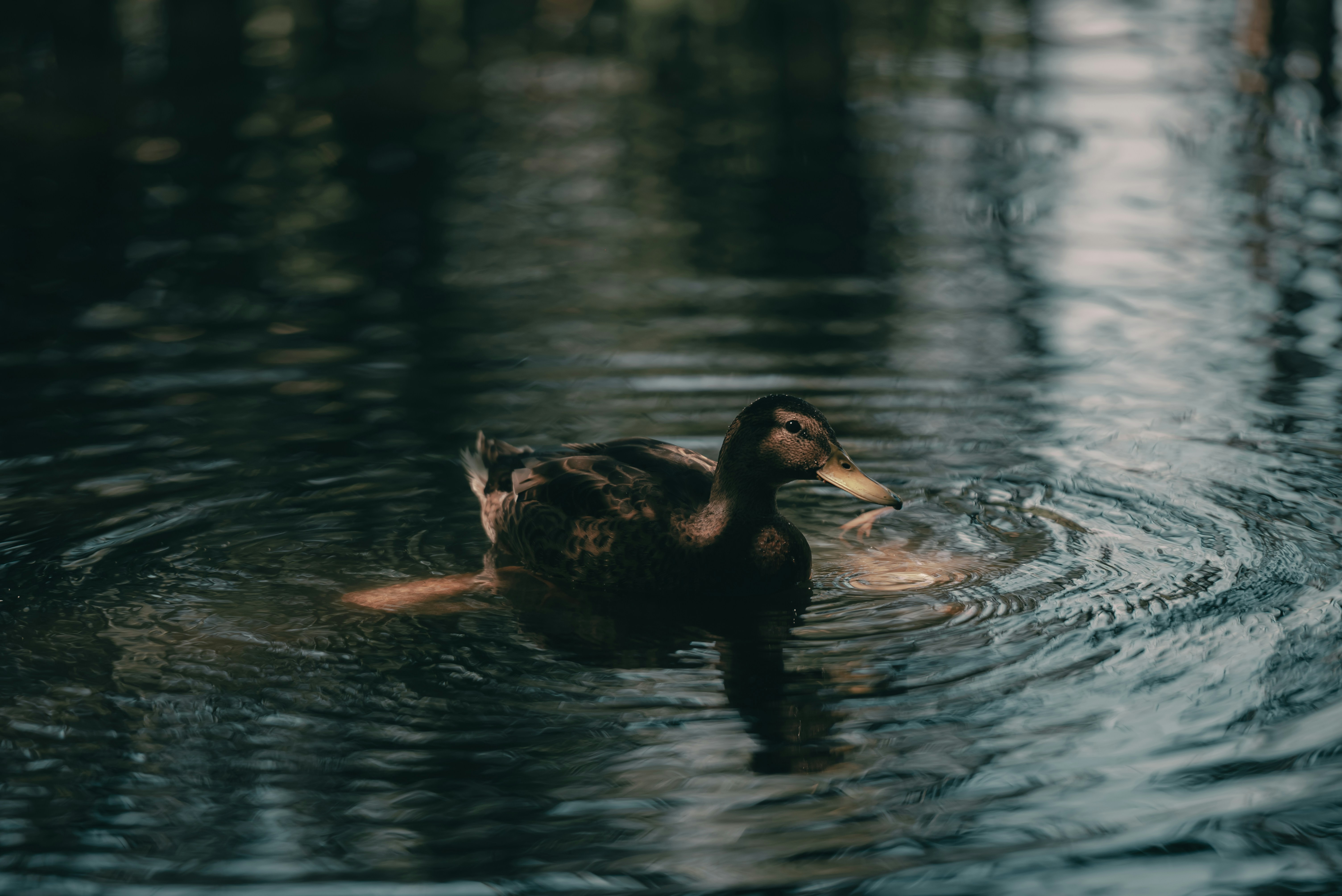 Floating Quiet: A Mallard Dots the Lagoon in Soft Evening Light