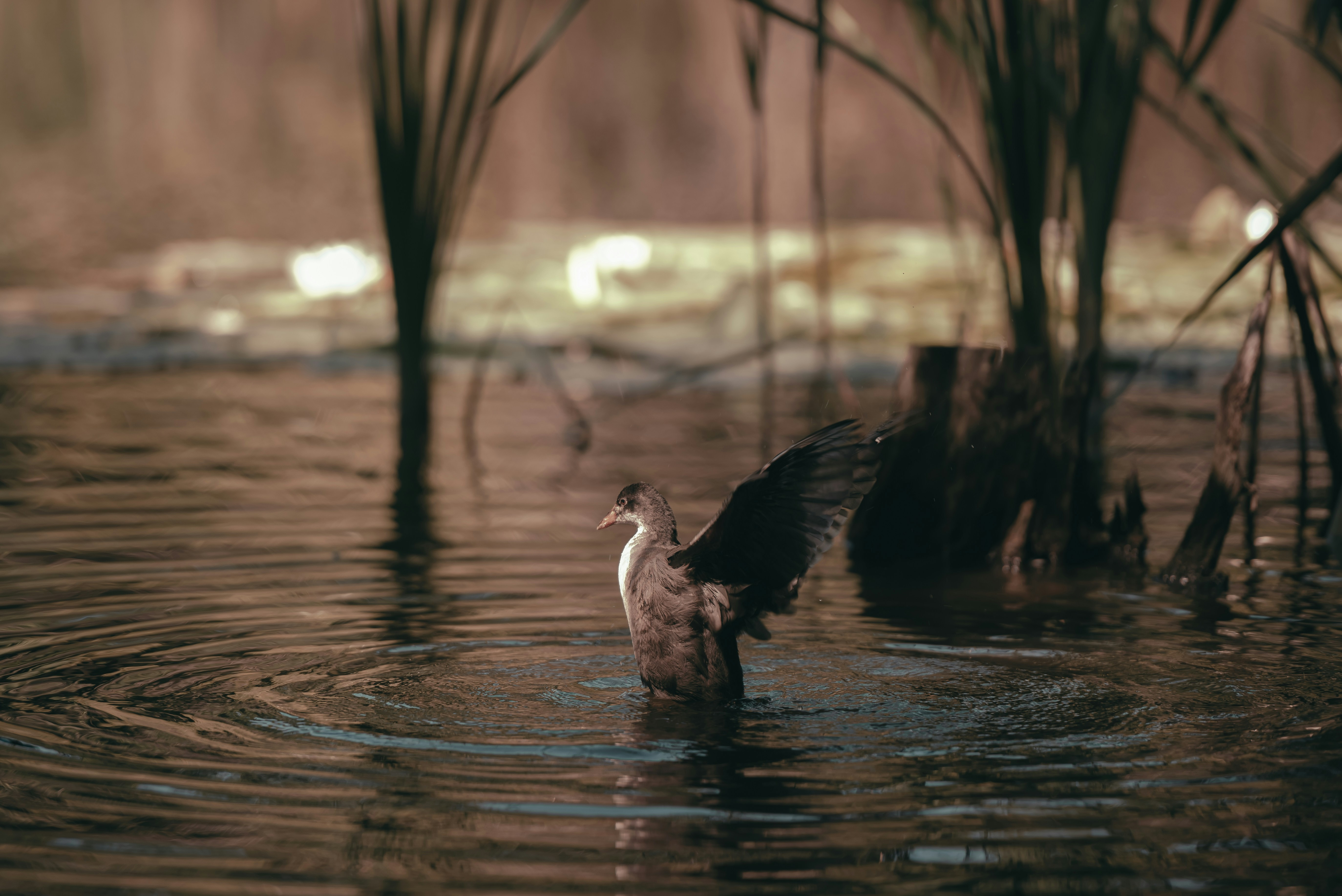 Flight at the Edge of Light: A Wading Bird Emerges