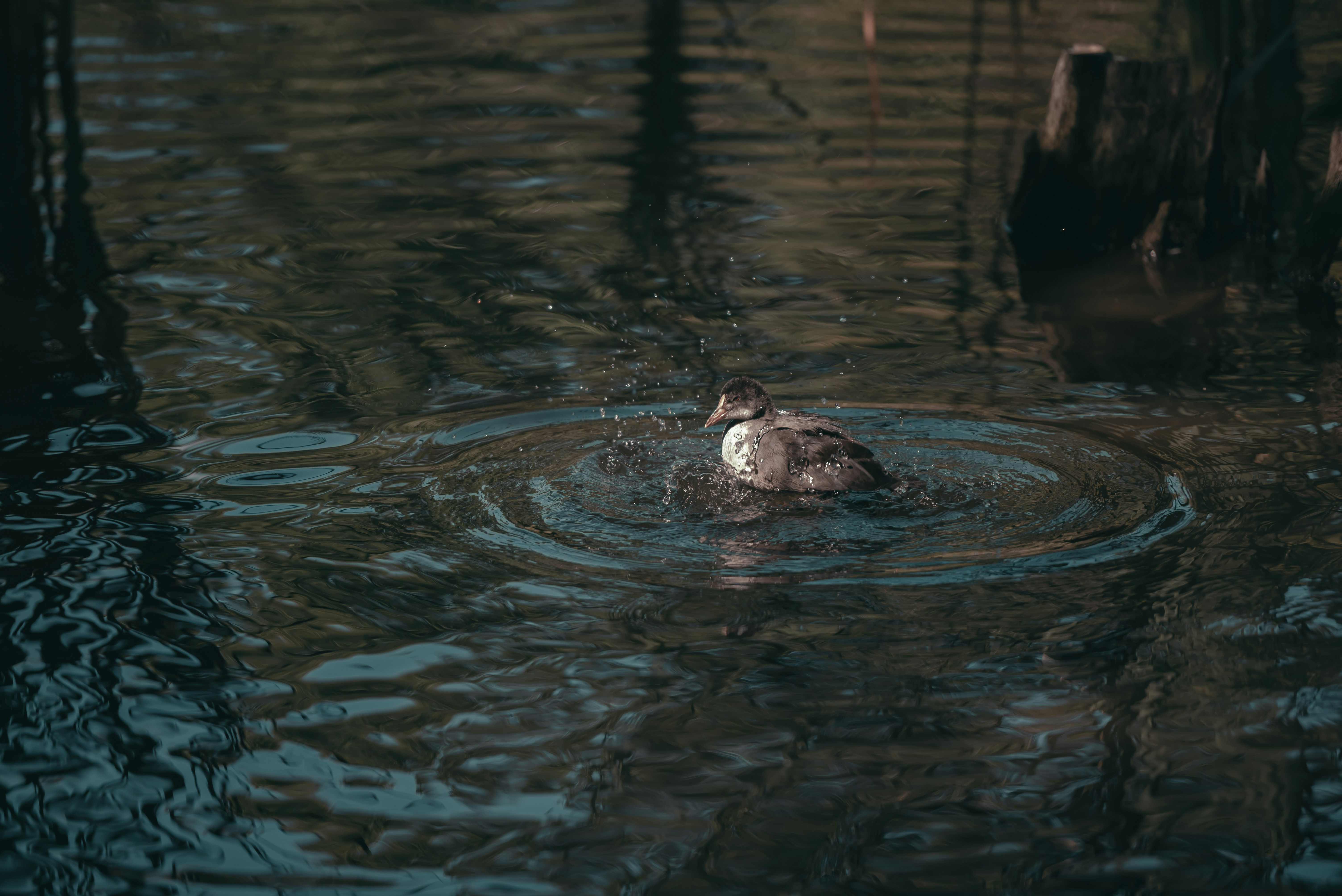 Ripples and Reflection: A Moment with a Waterfowl