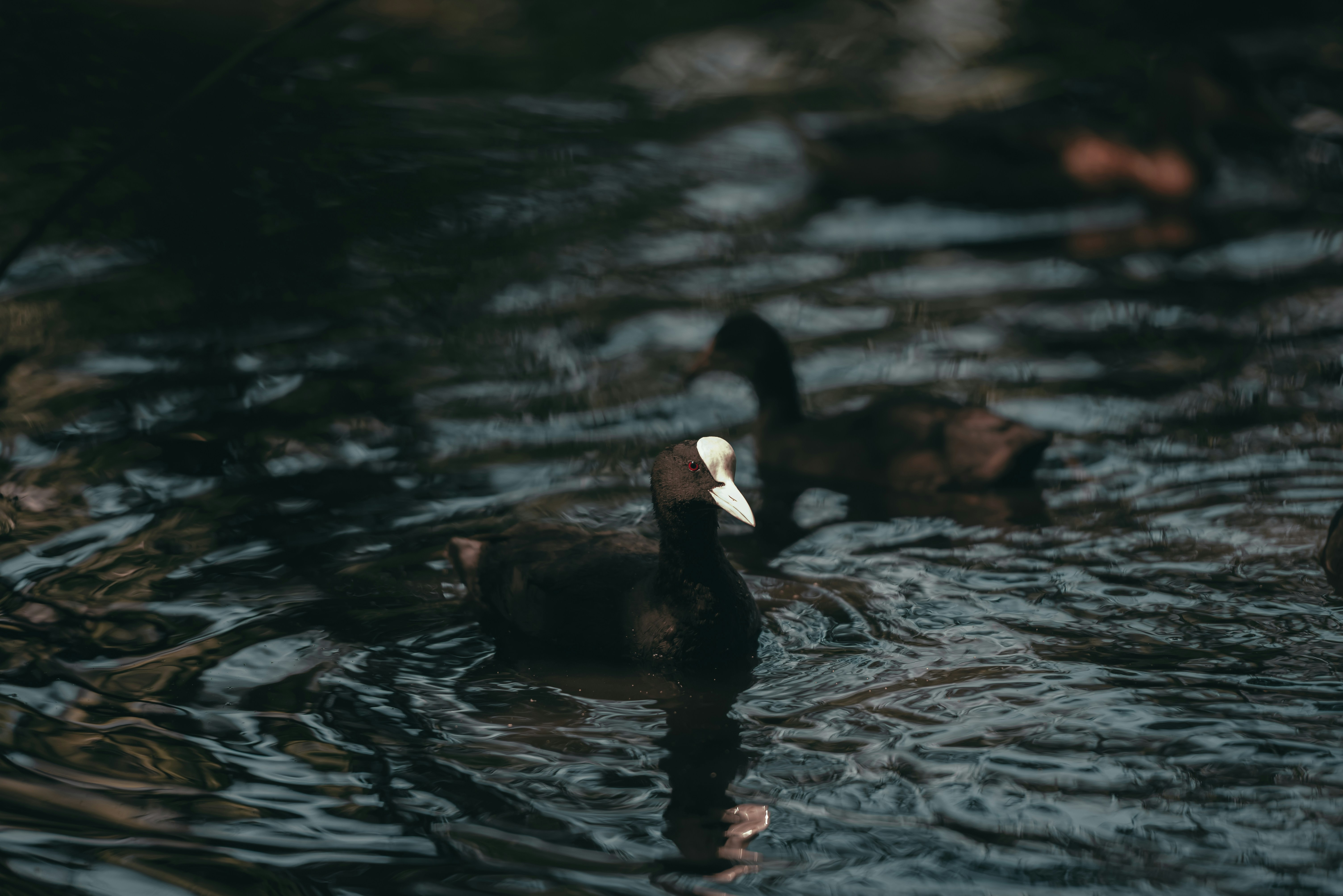 Midwinter Wake: A Black Duck Drifts Through Quiet Ripples