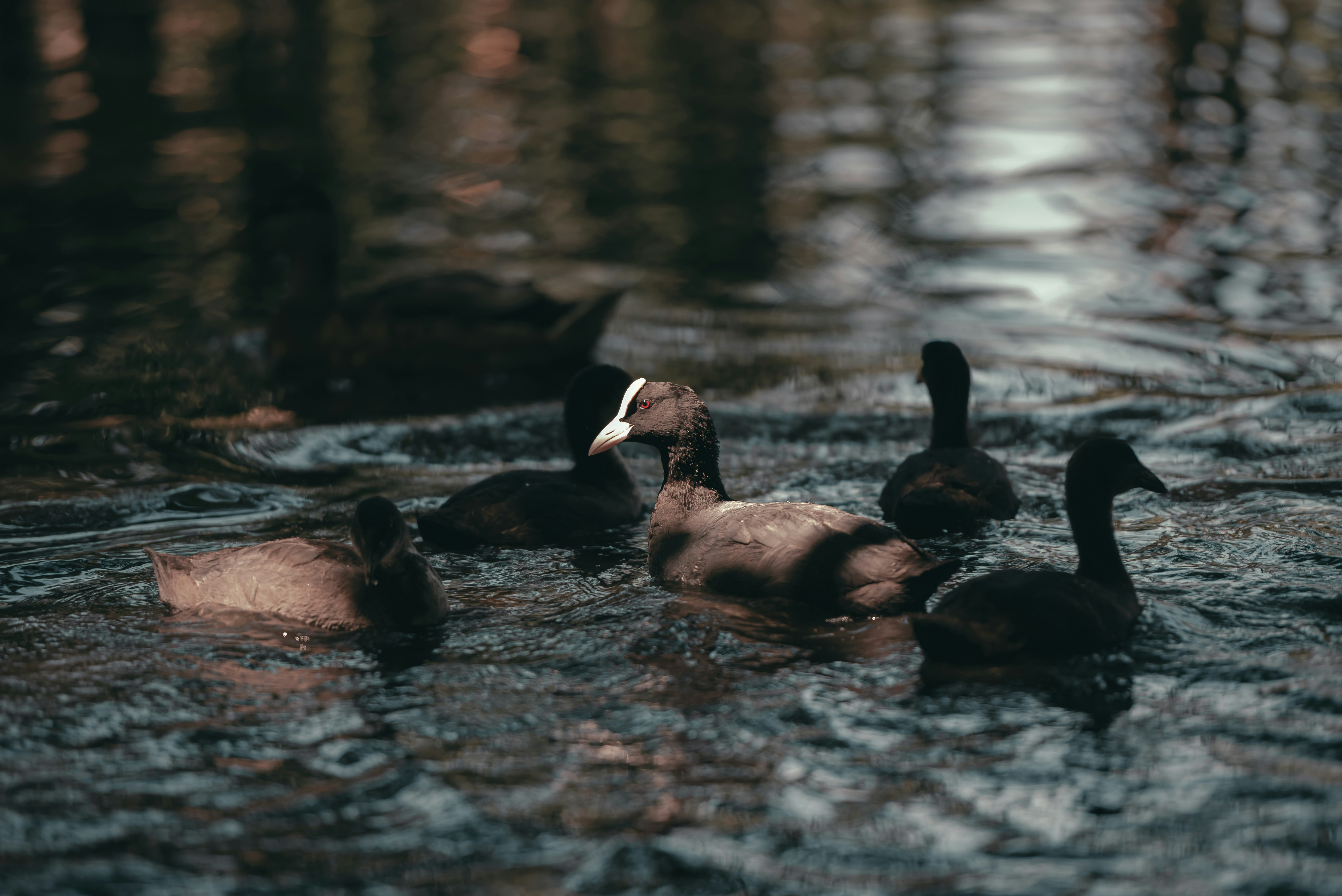 A Velvet Plunge: Ducks Silhouette on Quiet Ripples