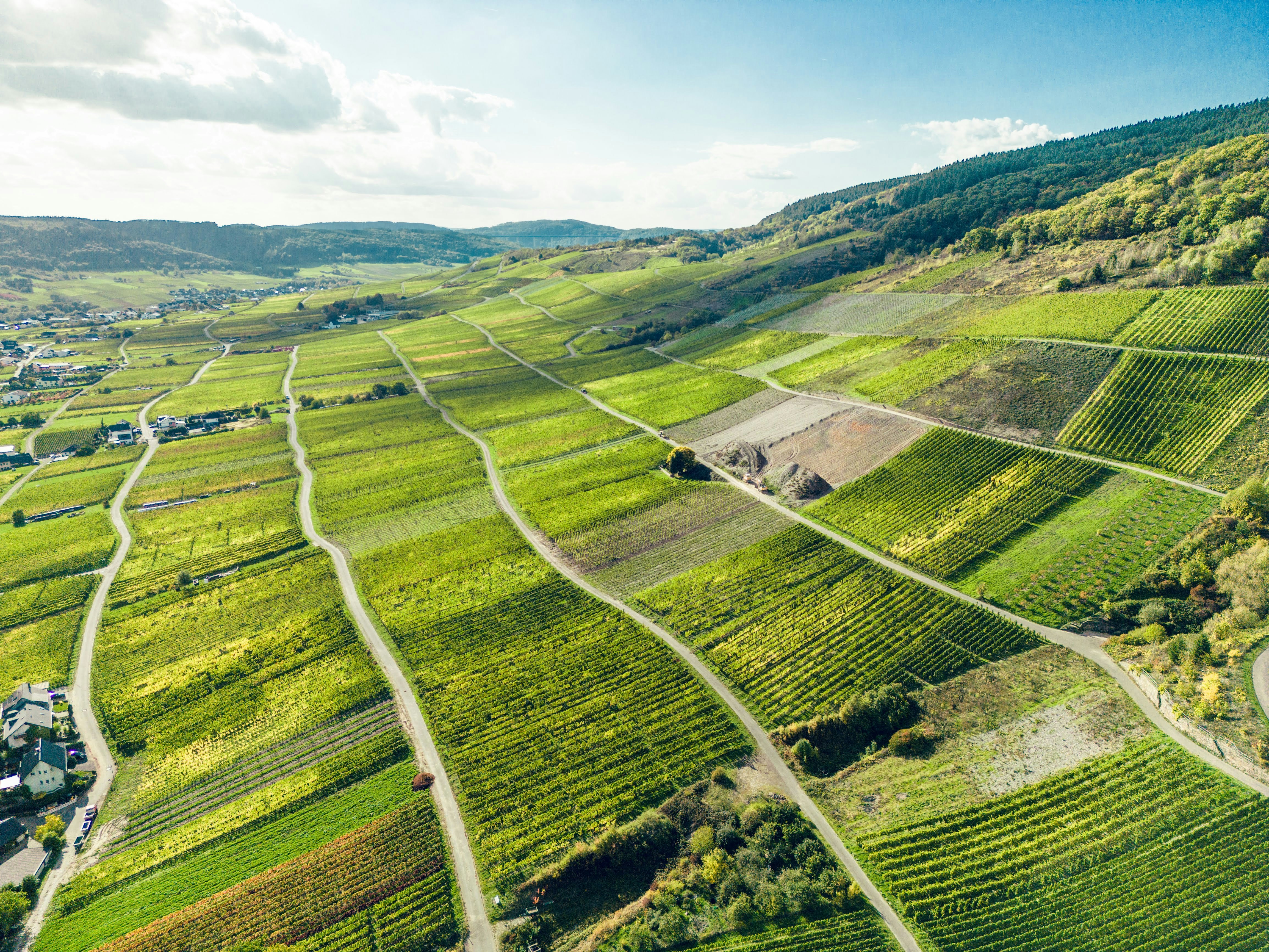Terraced Greenway: Aerial Vines Woven through Hillside Fields