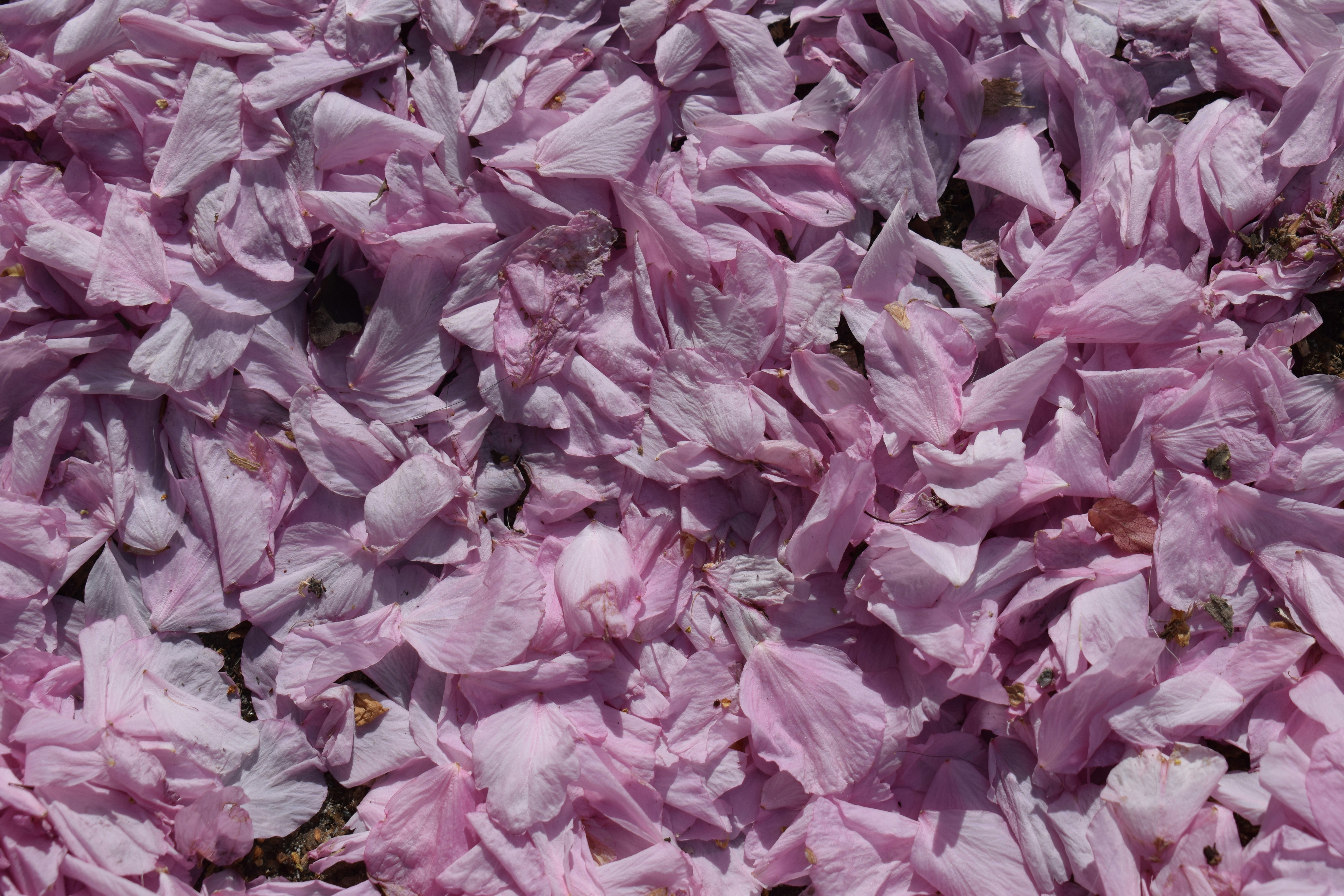 Petal Carpet: Soft Pink Confetti on Spring Ground