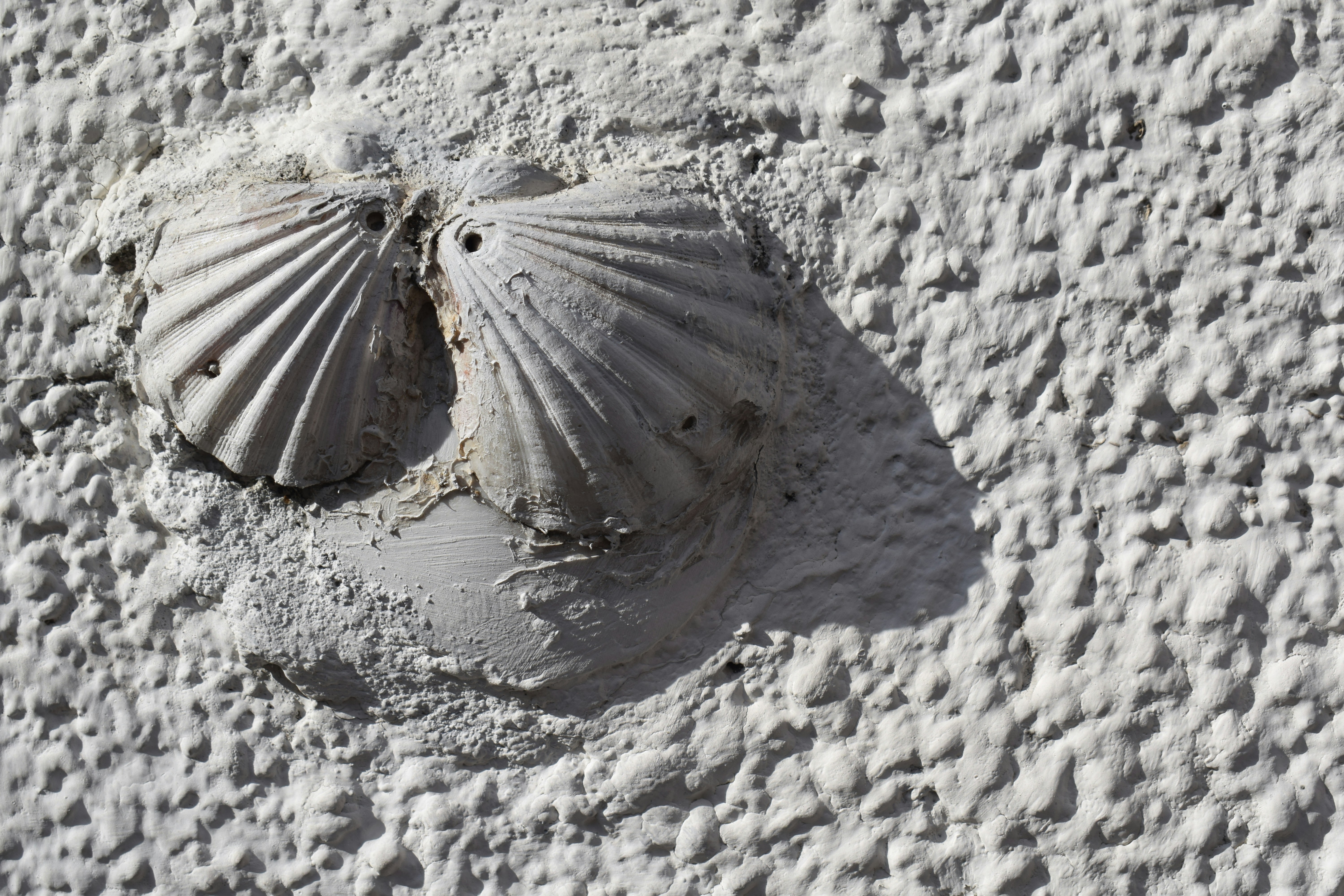 Echoes on the Sand: Twin Shells Carved by Tidal Hands