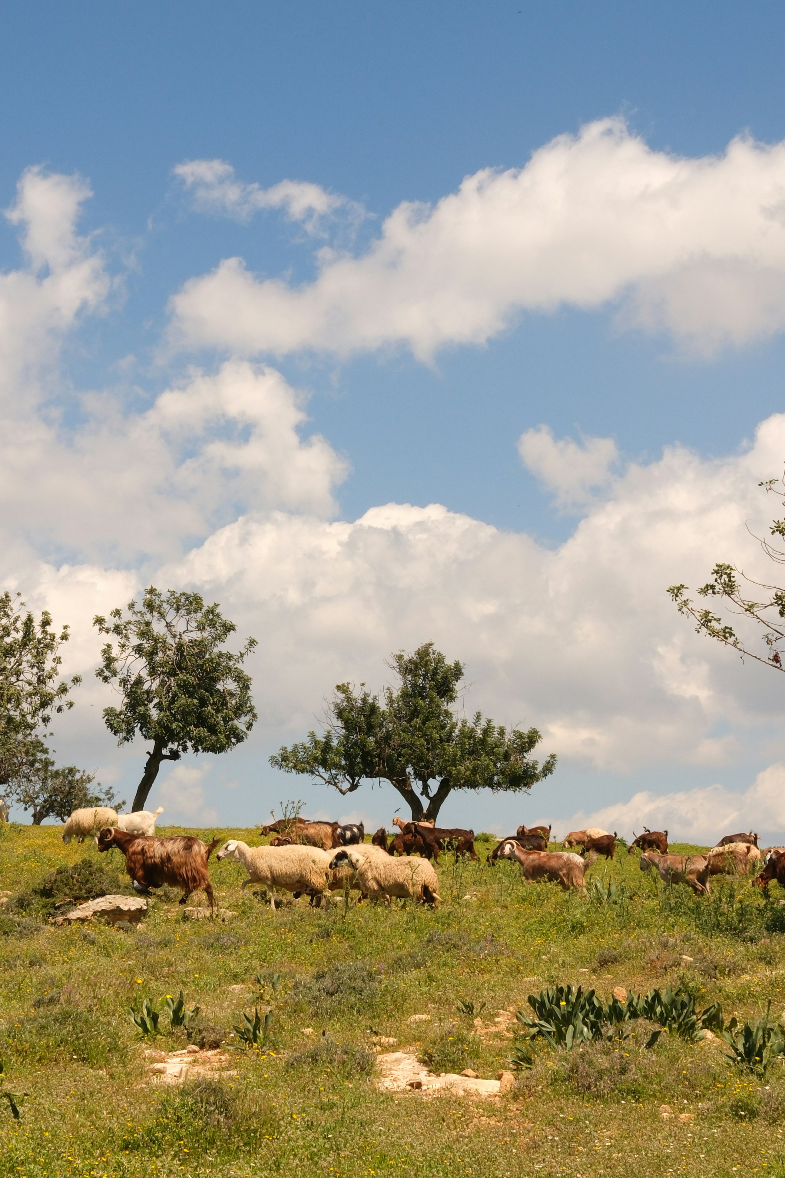 Herd on the Gentle Hill Under a Wide Sky