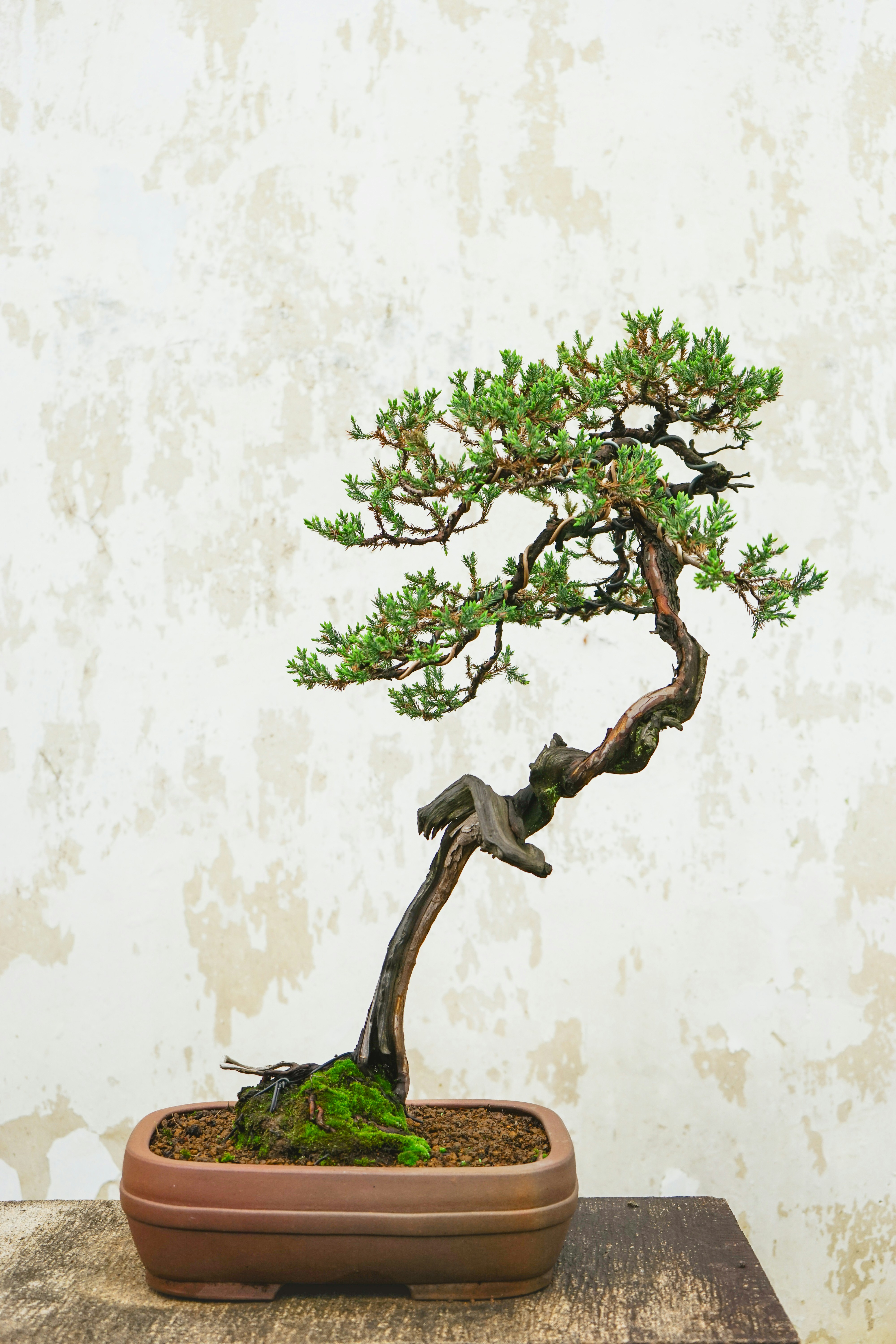 Gnarled Bonsai in Weathered Studio Light