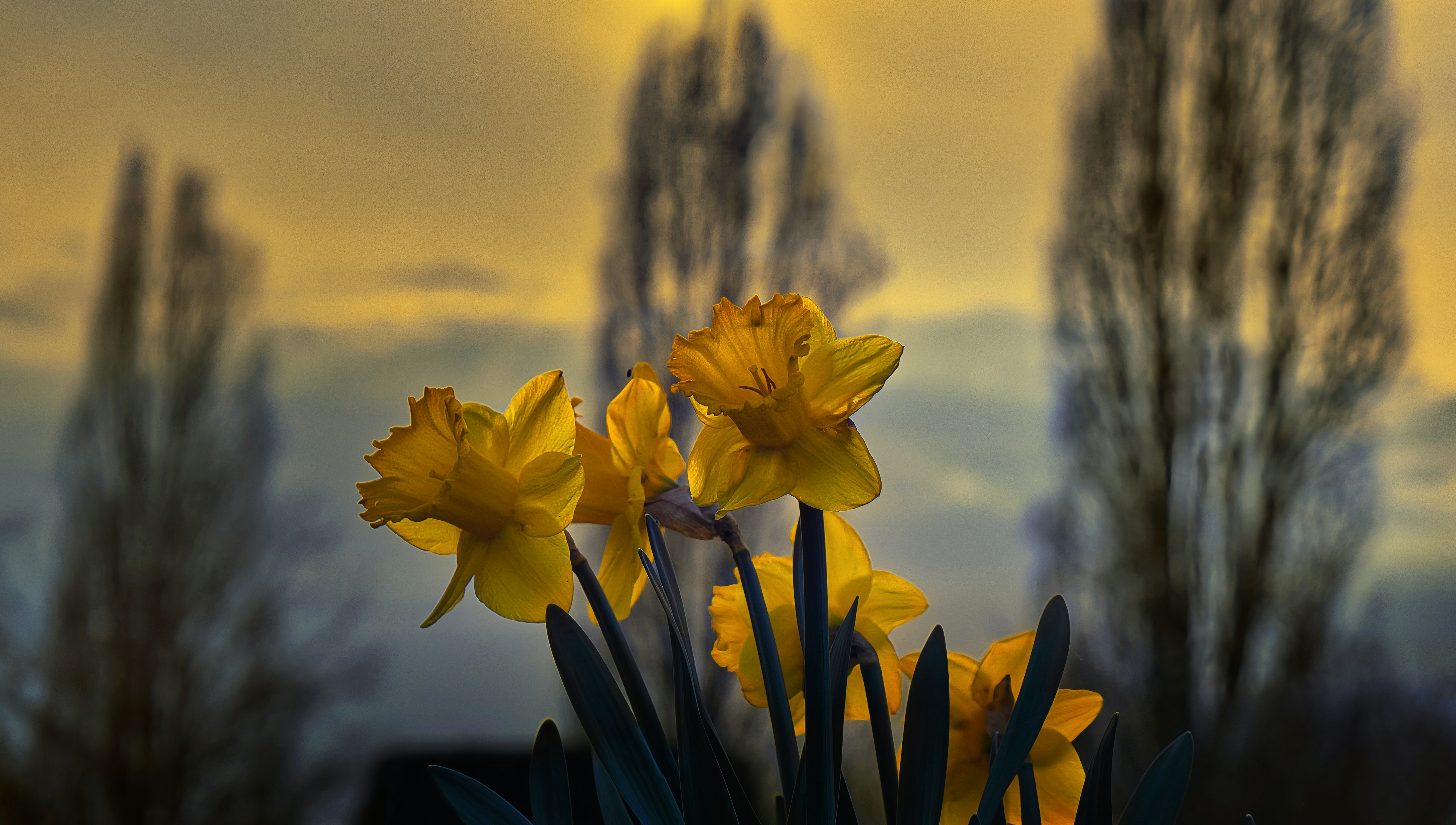 Daffodils at Dusk: Golden Blooms Against a Twilight Sky