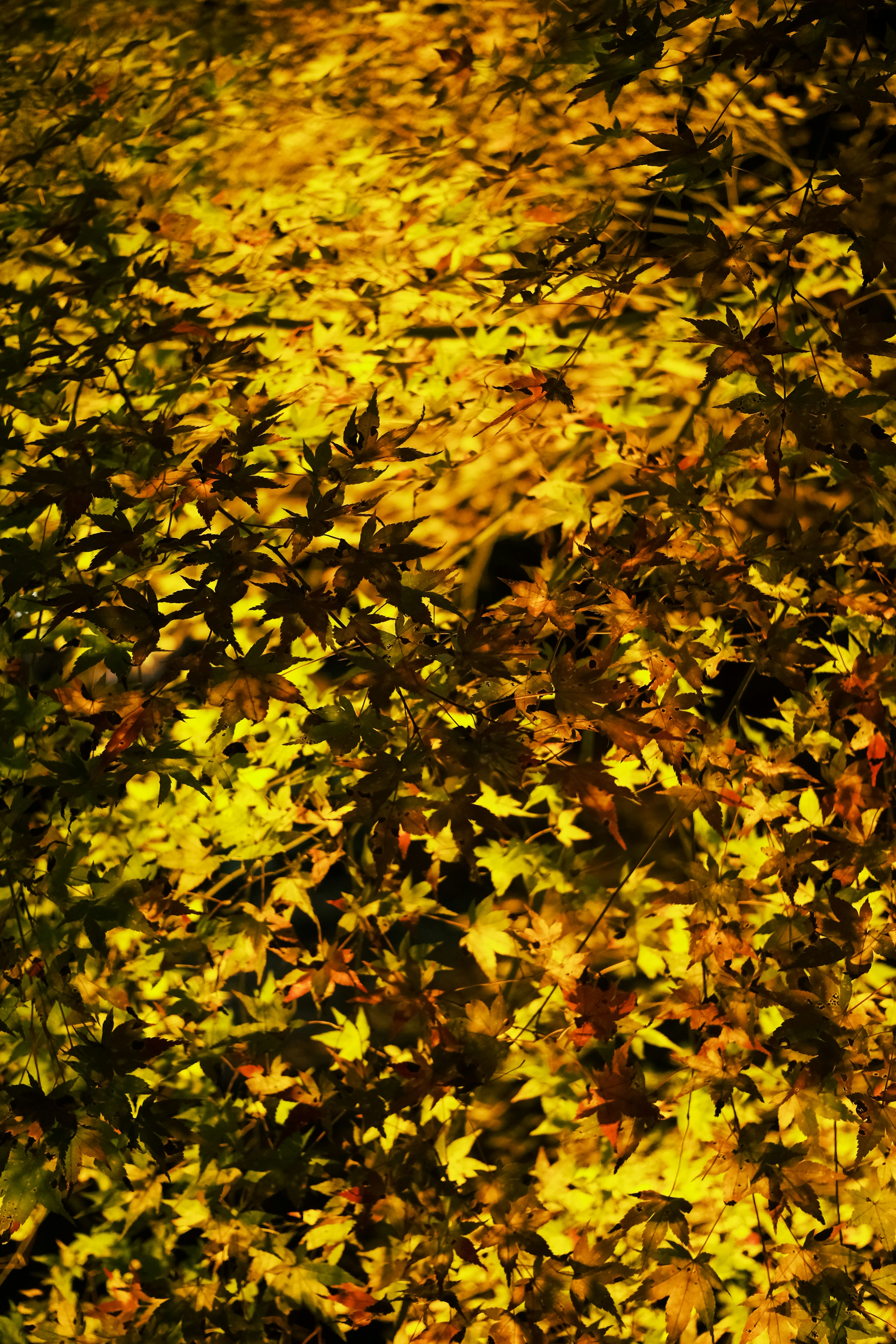 Autumn Foliage in Warm Light