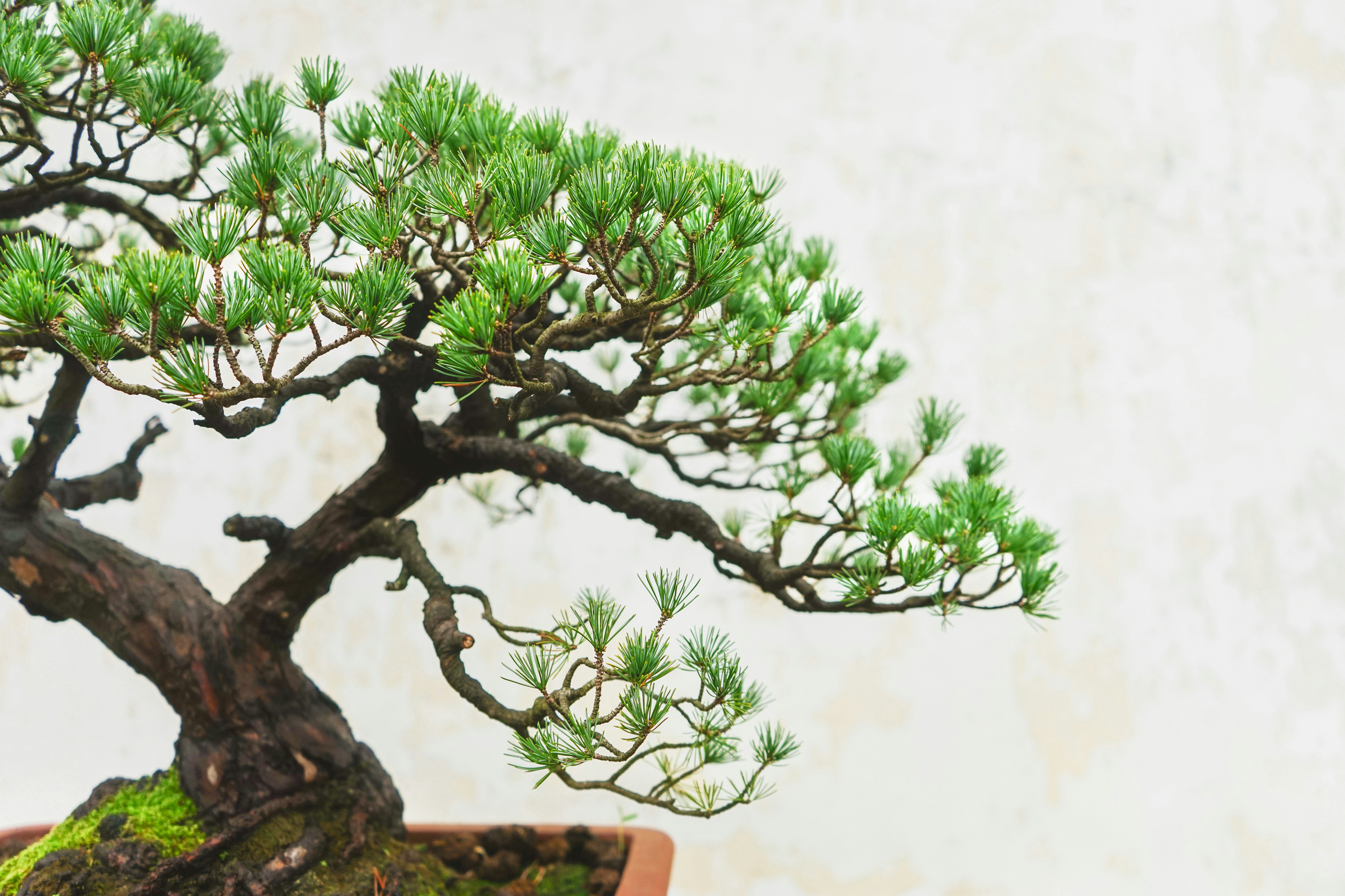 Tamed Branches: A Bonsai Study in Quiet Green