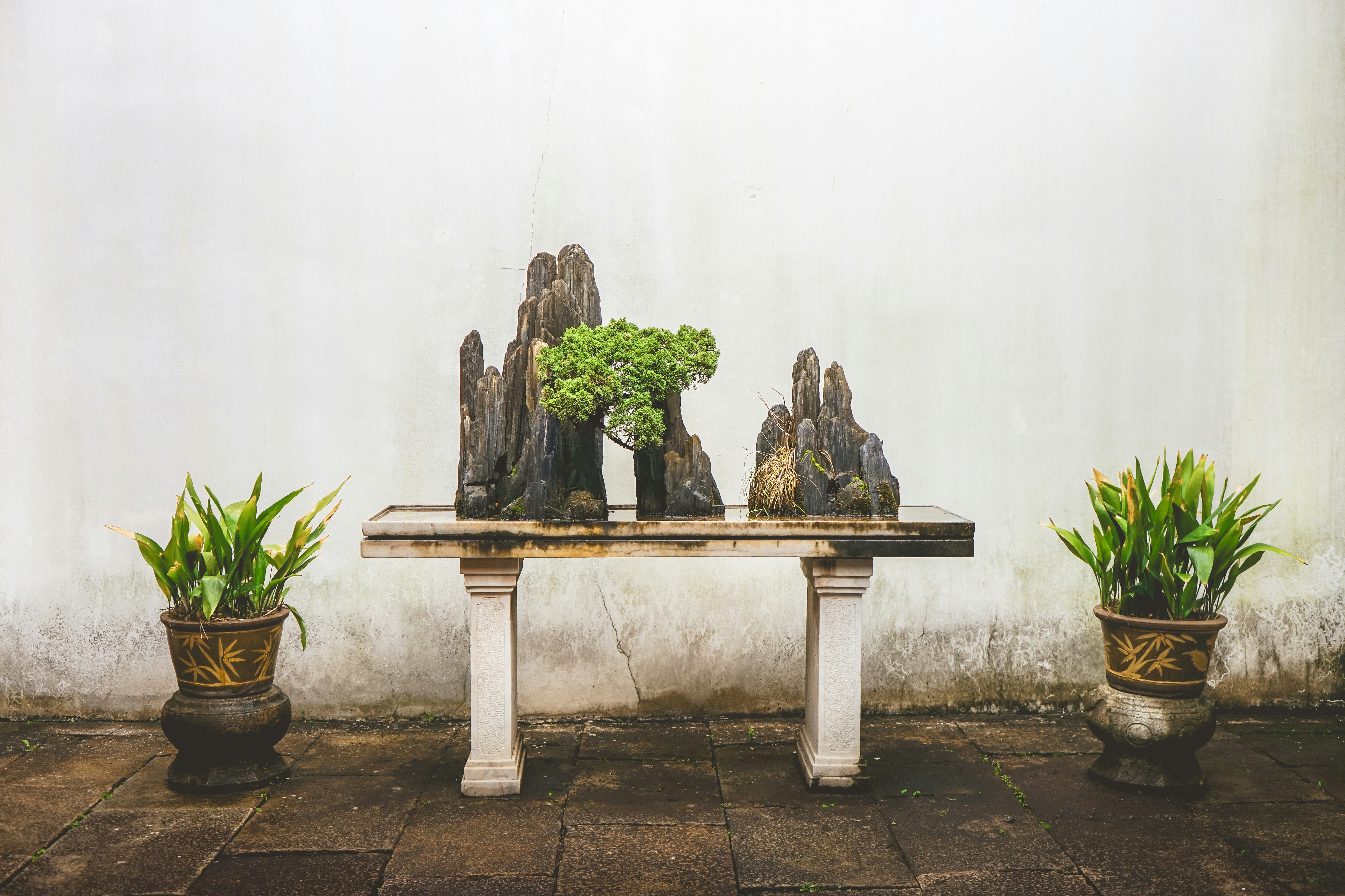 Miniature Bonsai Spectacle on a Classical Altar
