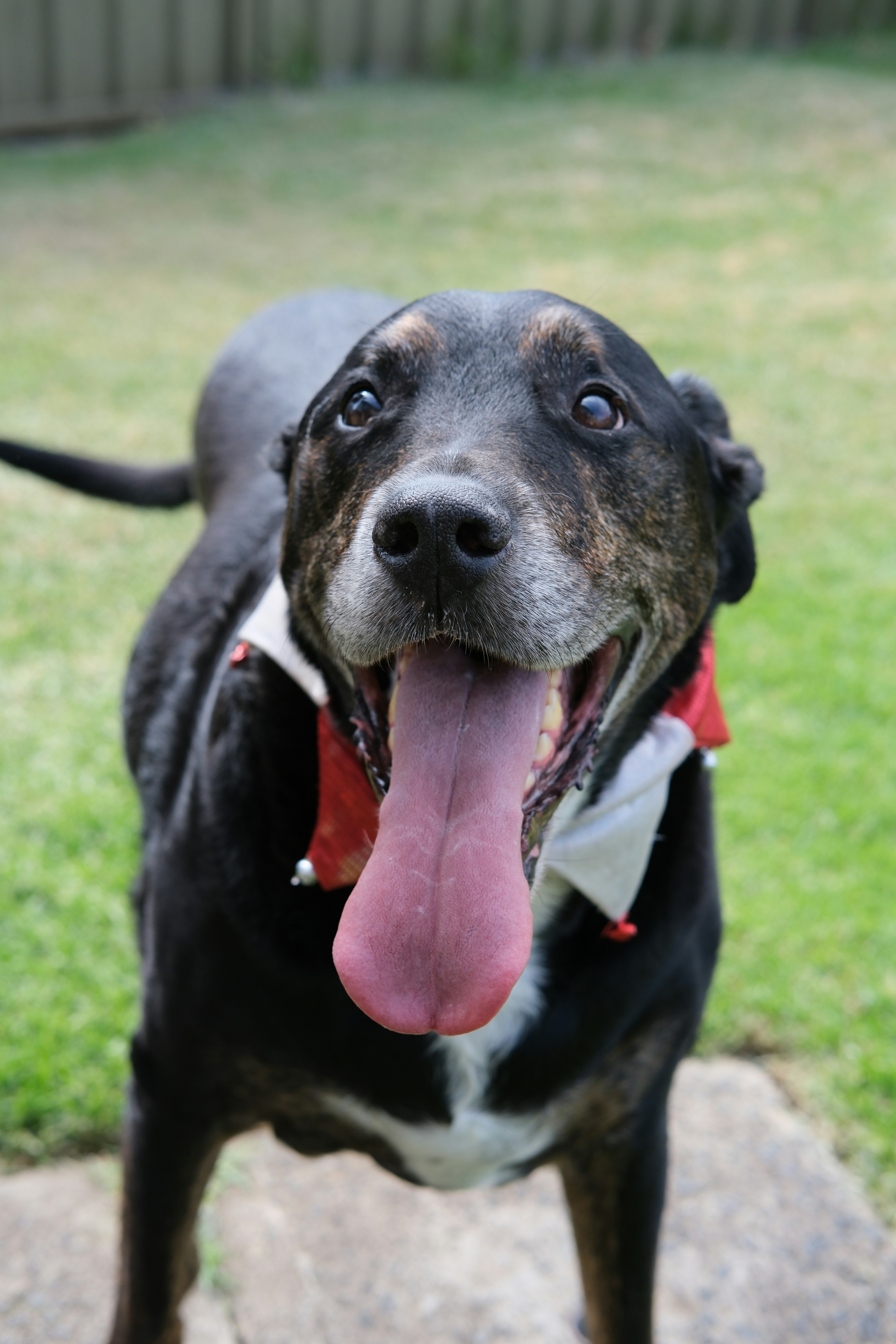 Happy Hound with Wagging Tongue in a Sunny Yard