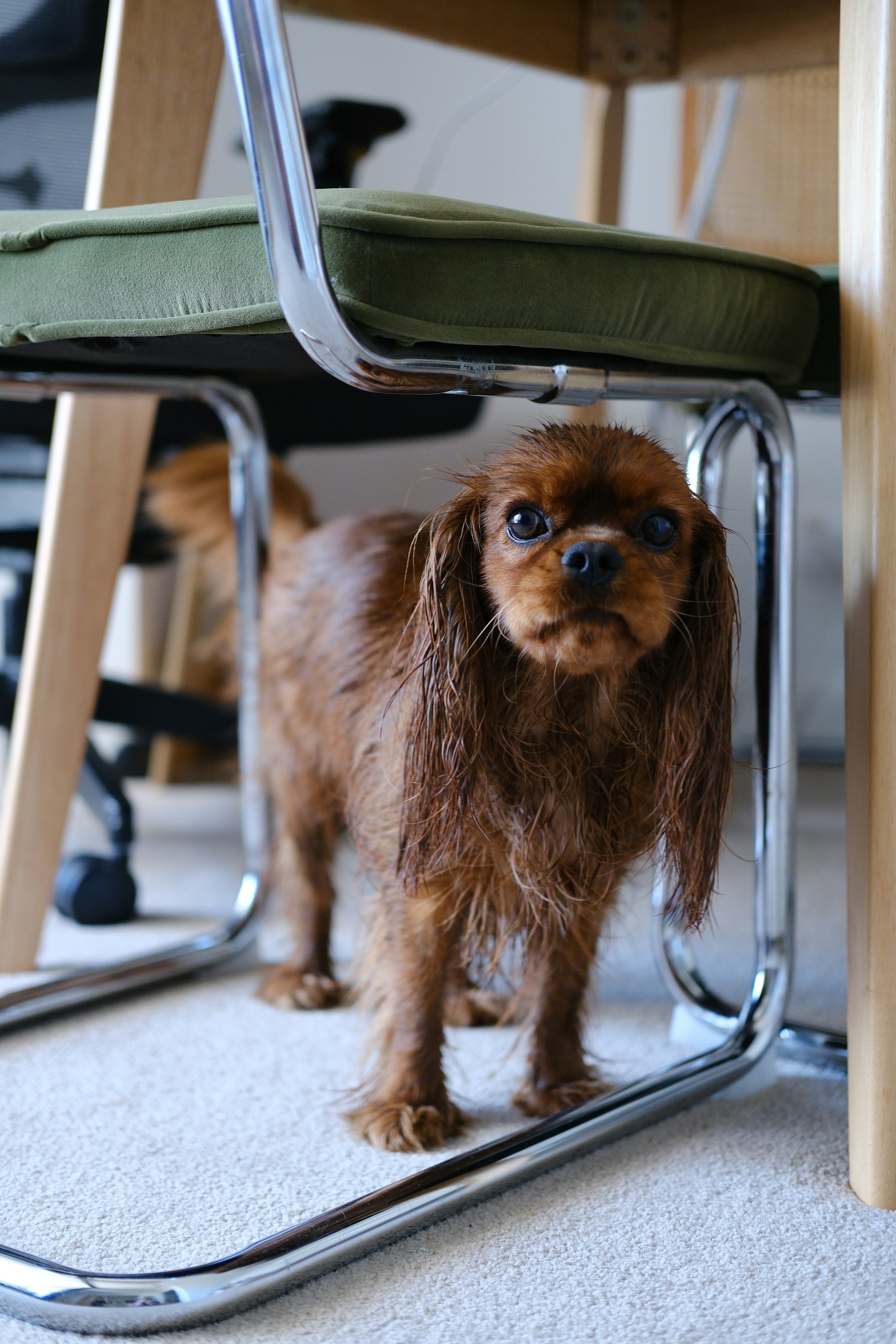 Under the Chair, a Curious Cavalier