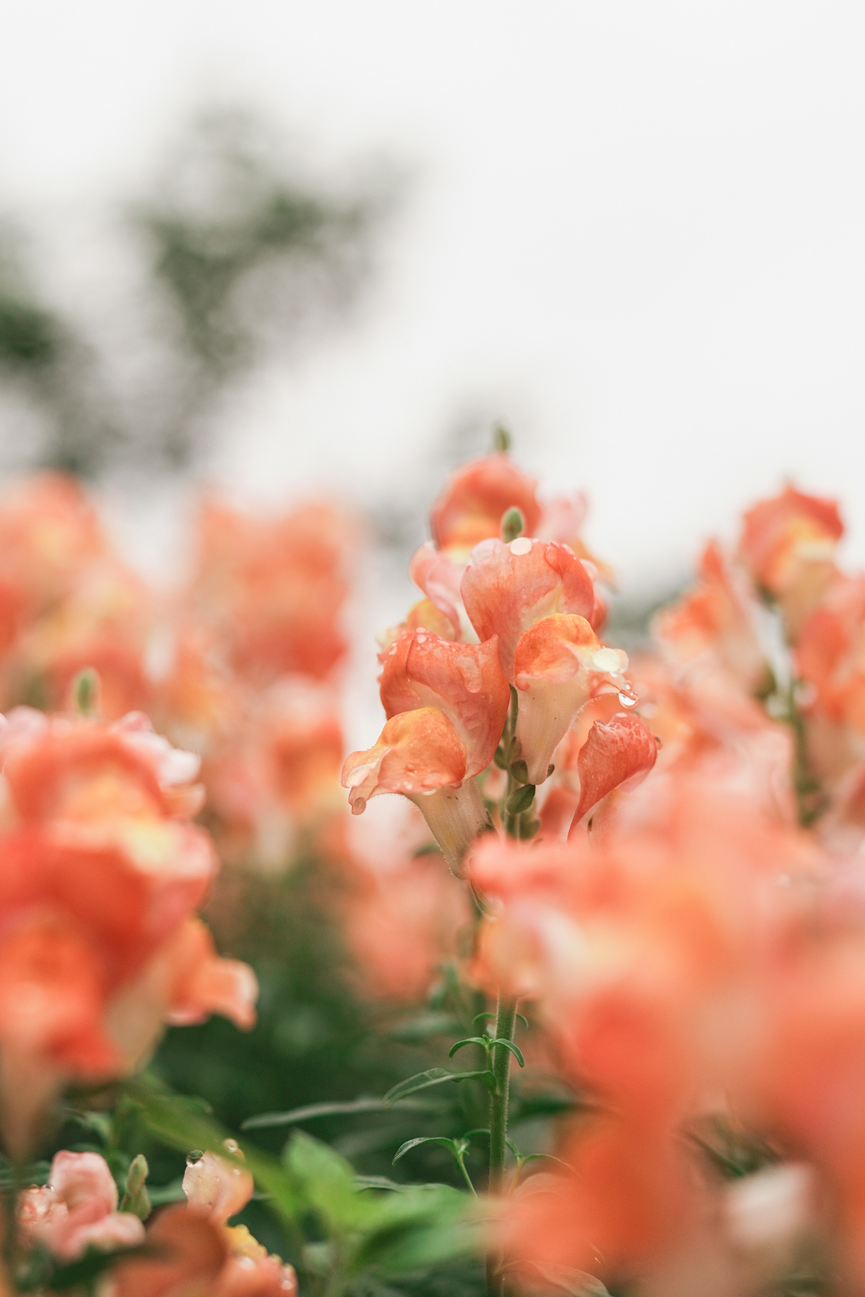 Blush Florals in Soft Focus: Peach Nectar Blooms