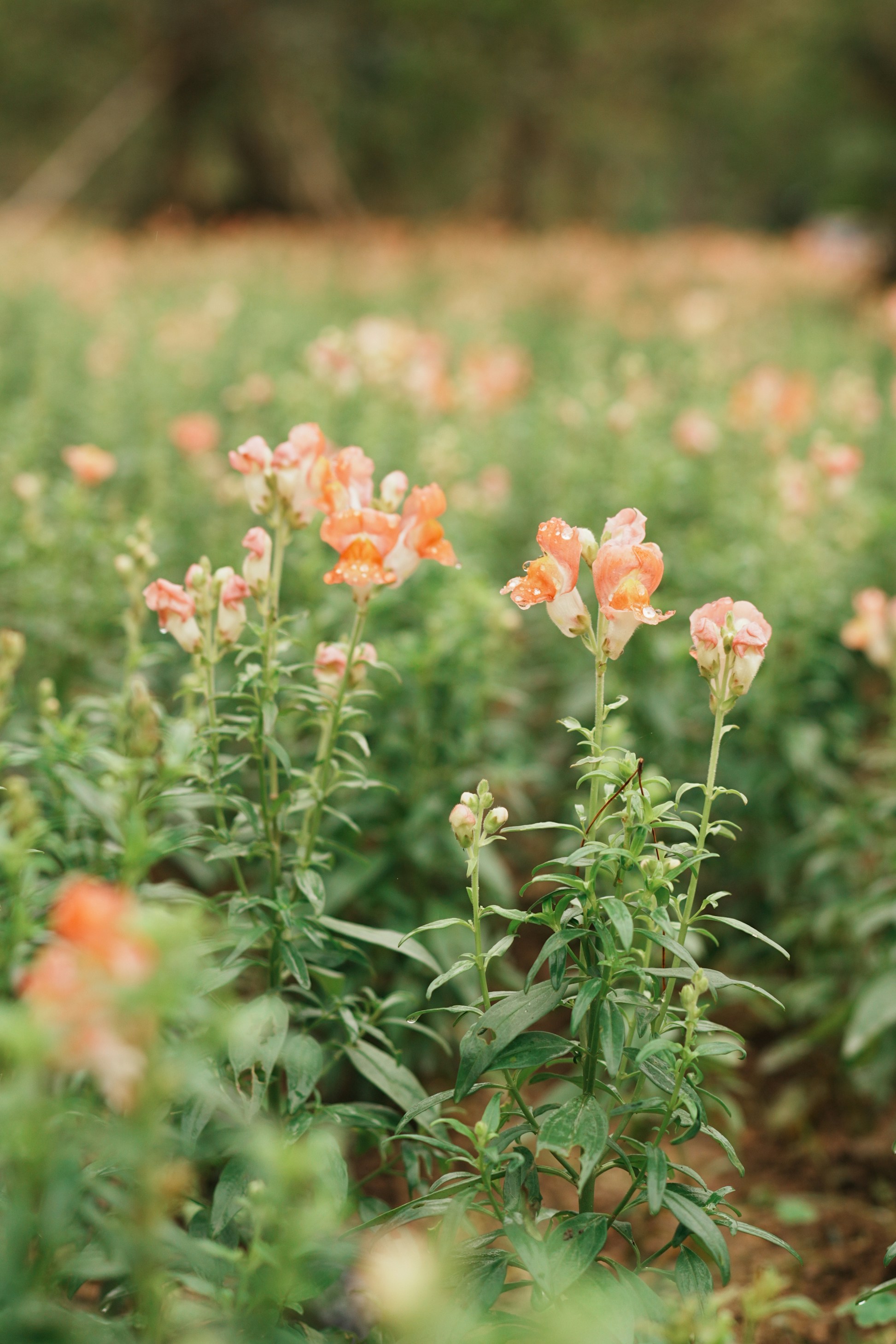 Soft-focus Peach Snapdragon Field at Dusk