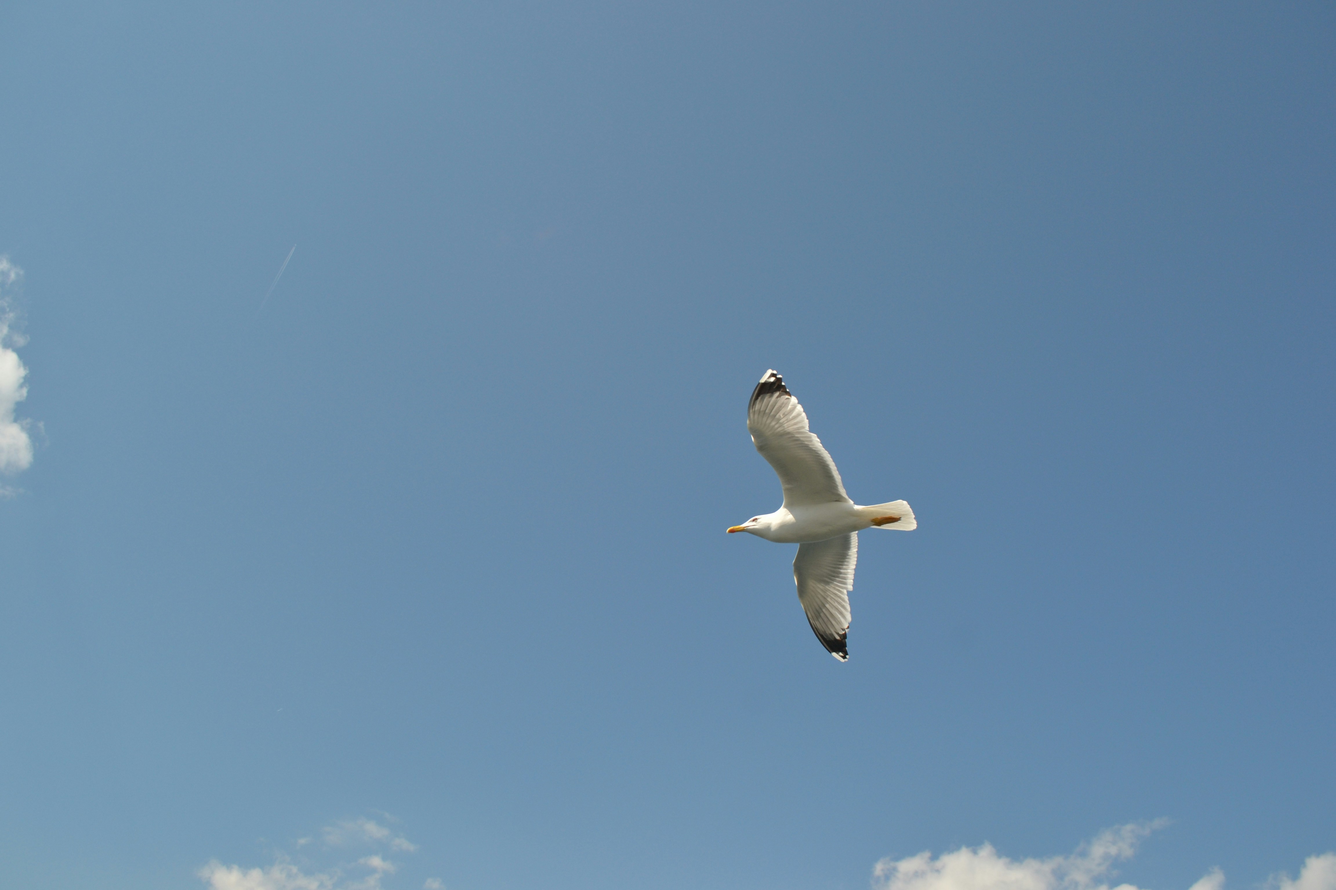Winged Scout: A Seagull Soaring Across a Clear Sky