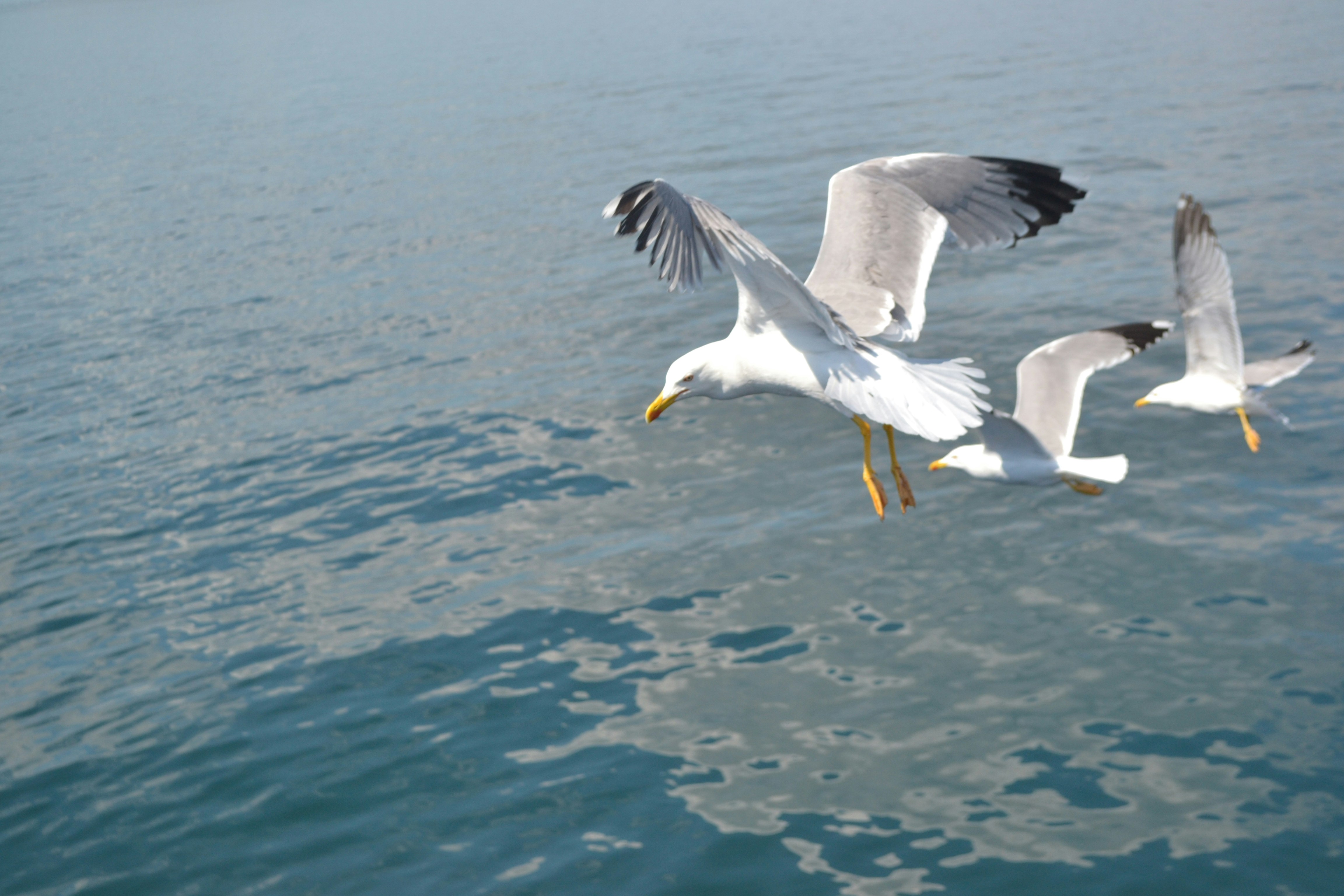 Gulls in Flight: Wingtips Cut Across a Quiet Sea