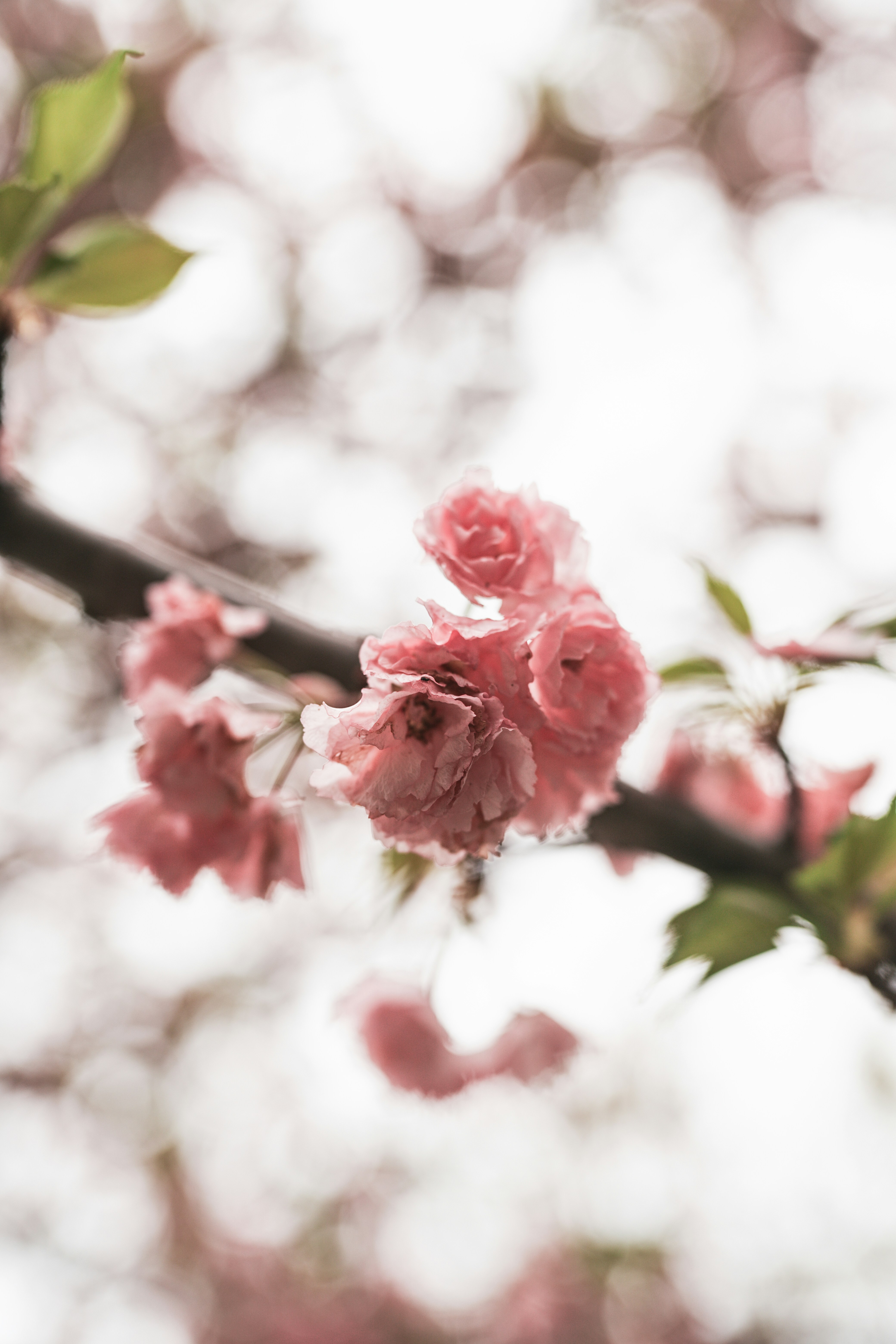 Blush Bloom: Soft Focus Sakura in Spring Light