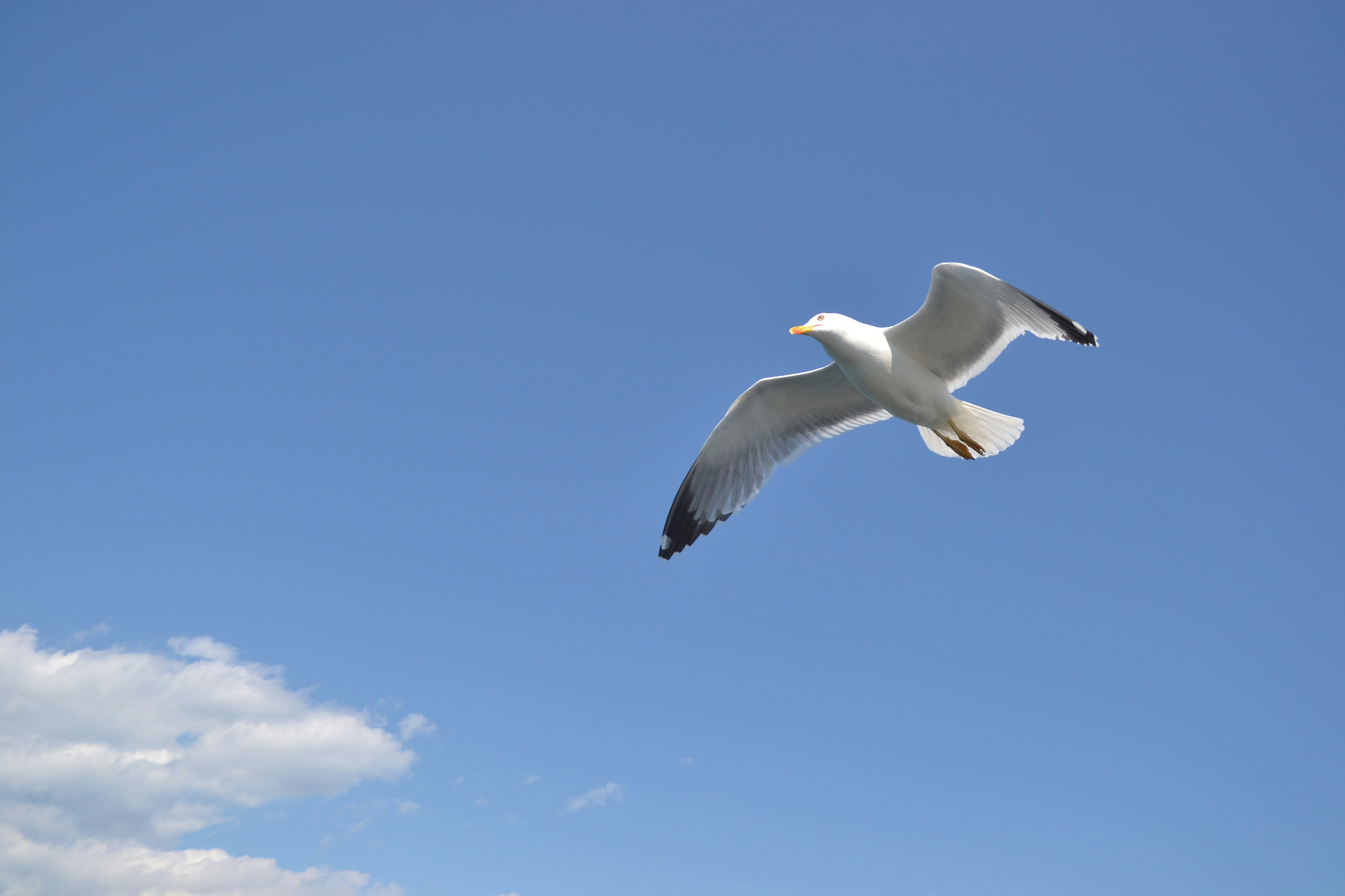 Gull in Free Flight Above a Clear Blue Sky
