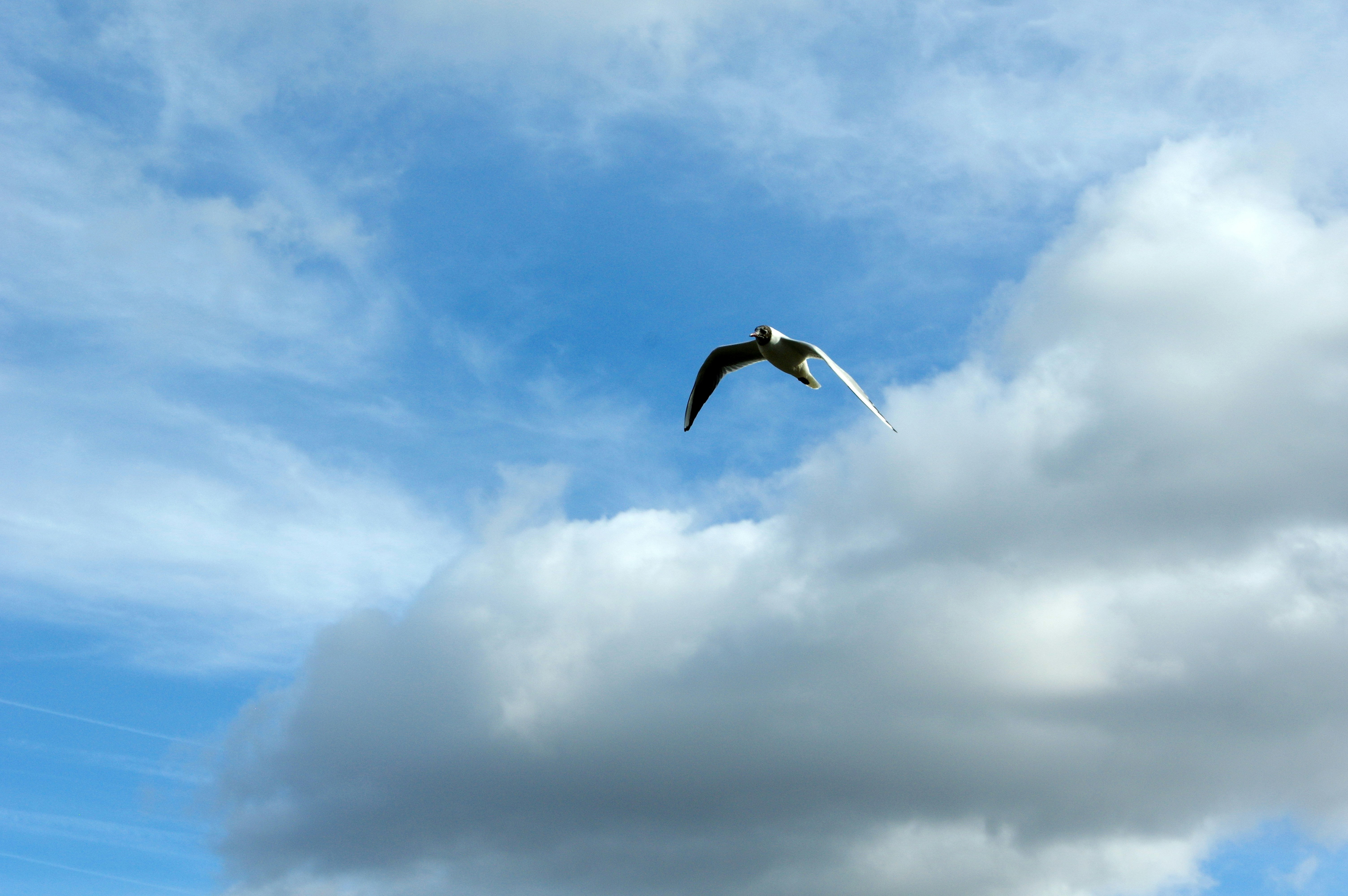 Winged Silhouette Against a Sky Canvas