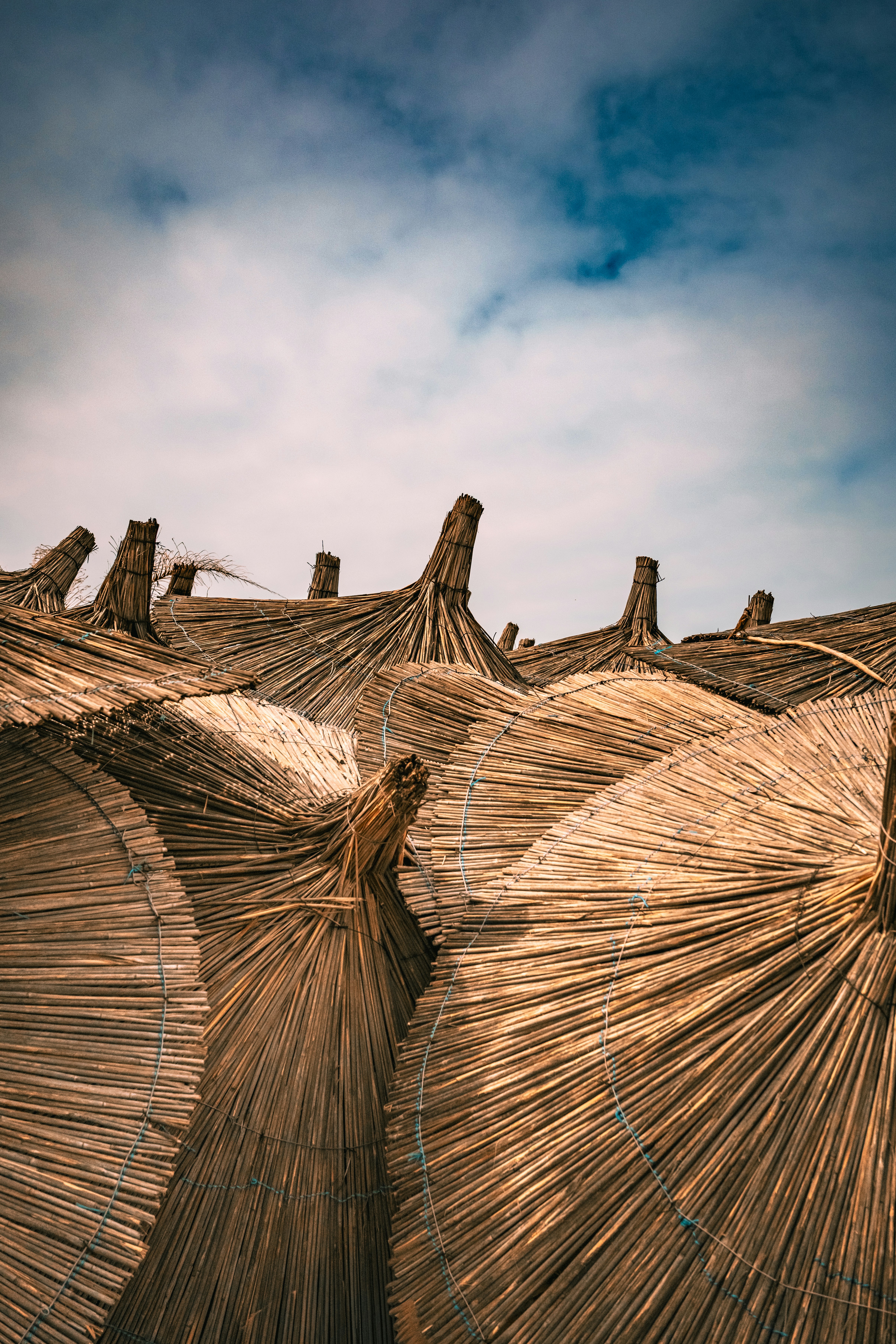 Massed Cones of Dried Reed Rising Toward a Clear Sky