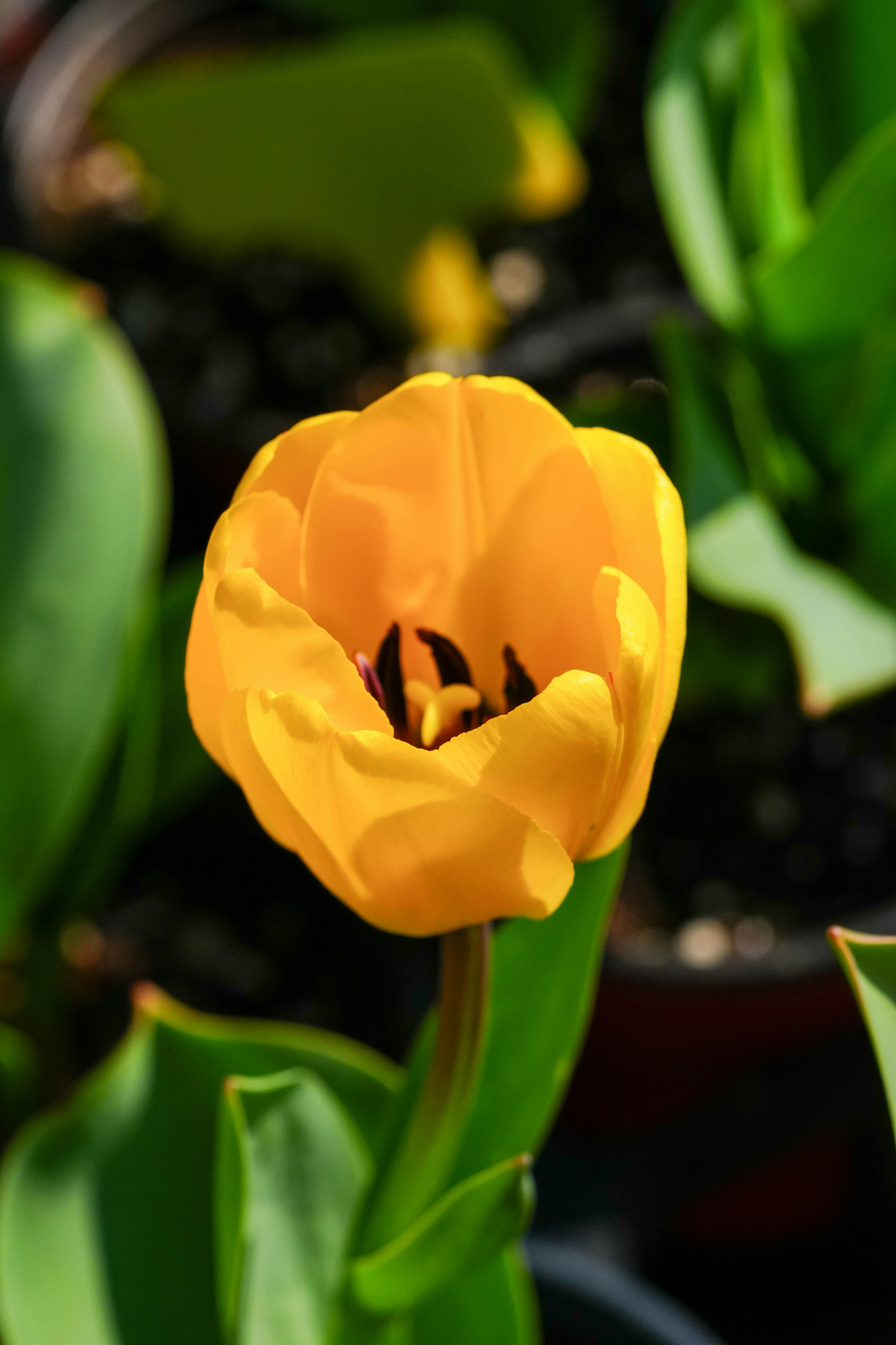 Golden Tulip in Soft Focus Spotlight