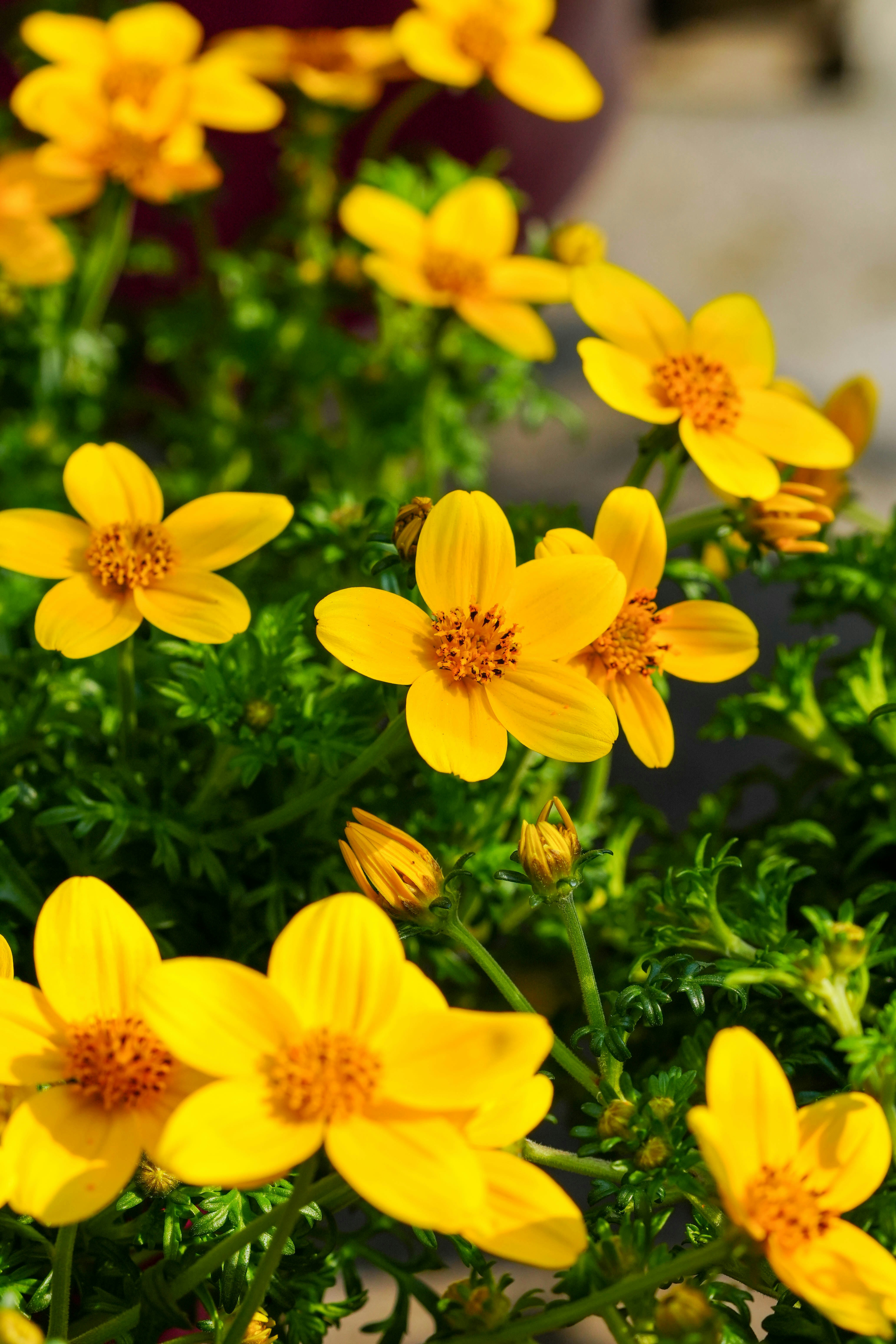 Sunlit Golden Blooms: A Field of Bright Petals