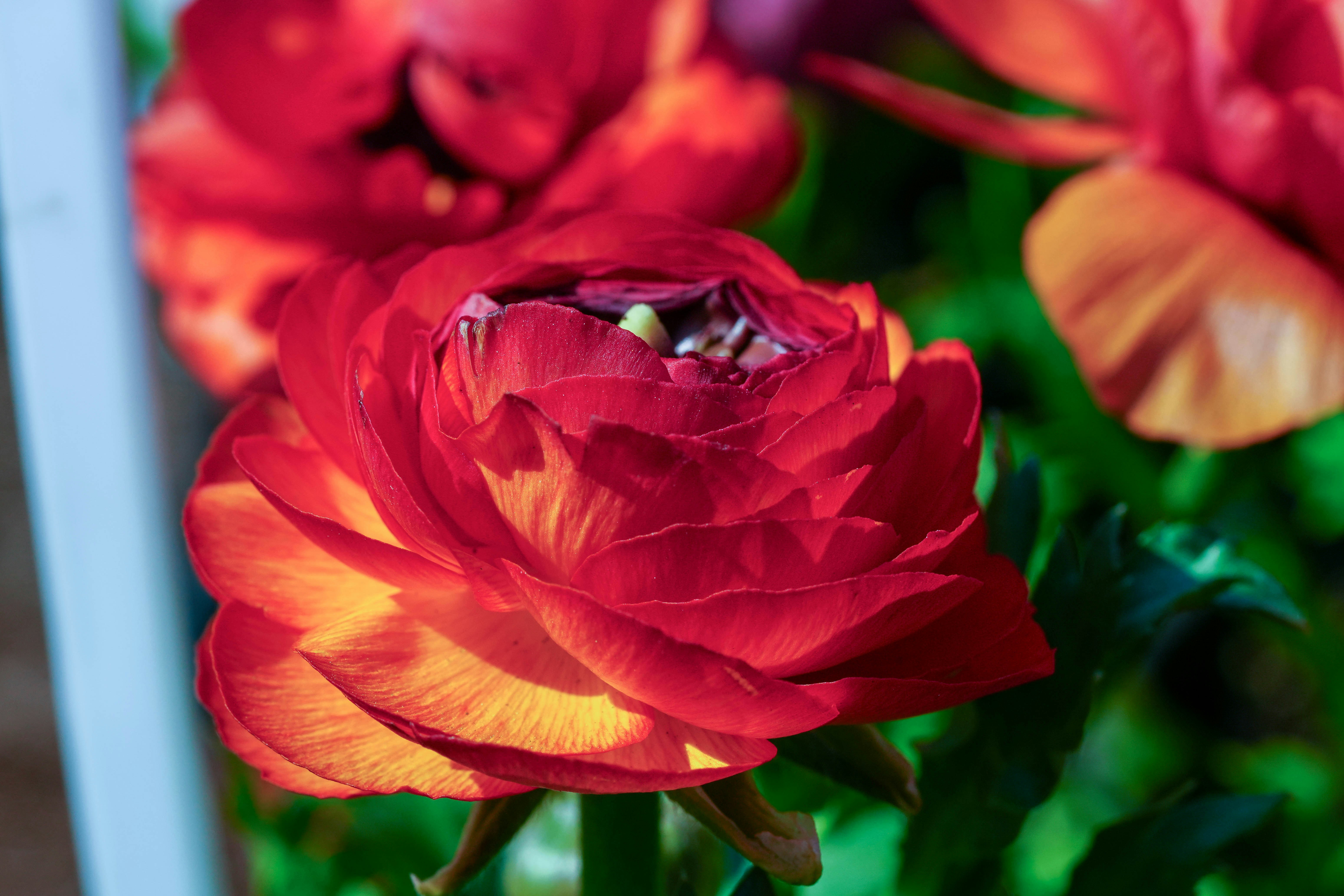 Rose in Bloom: Intense Orange-Red Petals Framing a Deep Center