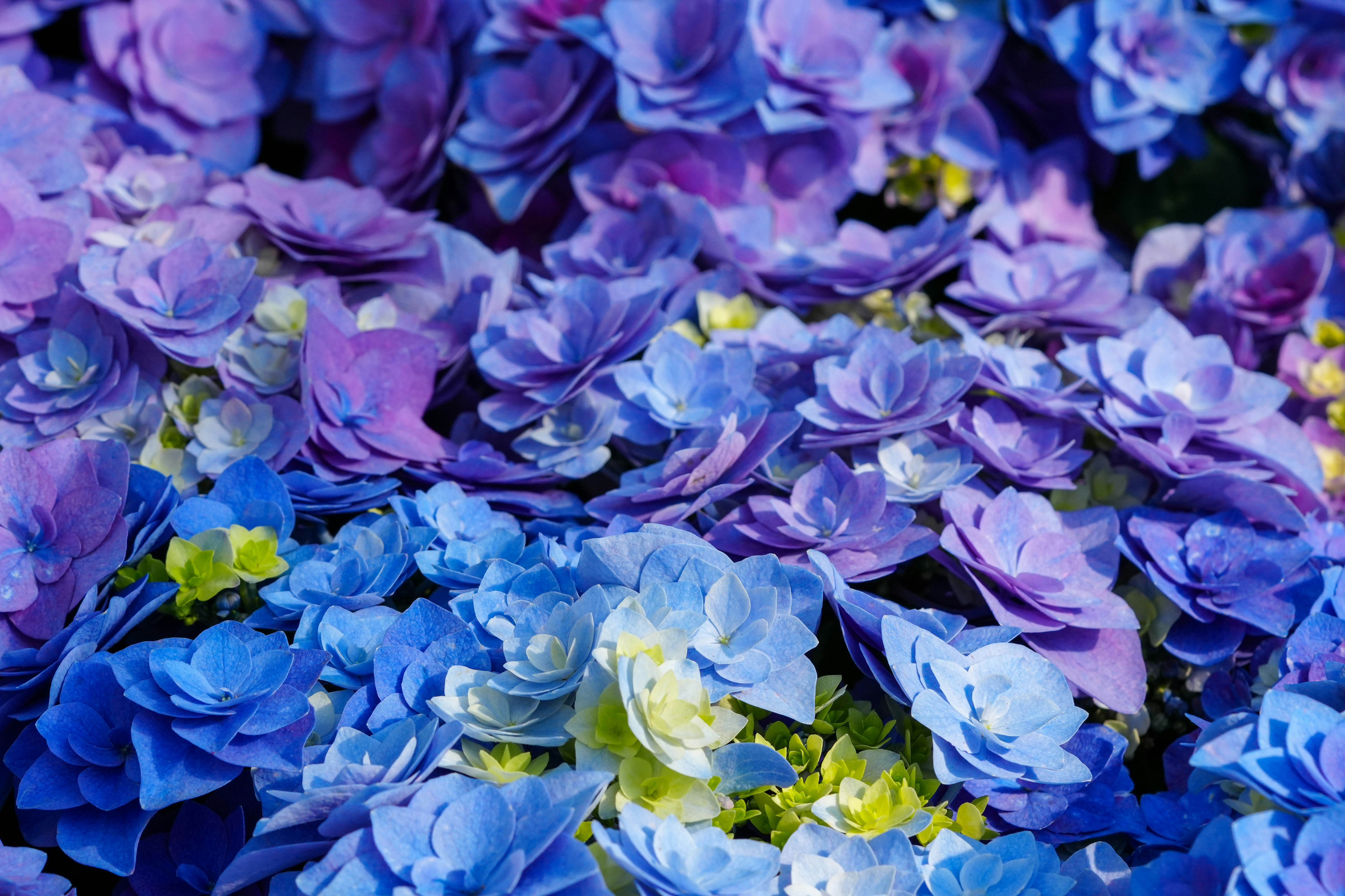 Cascade of Blue Hydrangeas in Soft Afternoon Light
