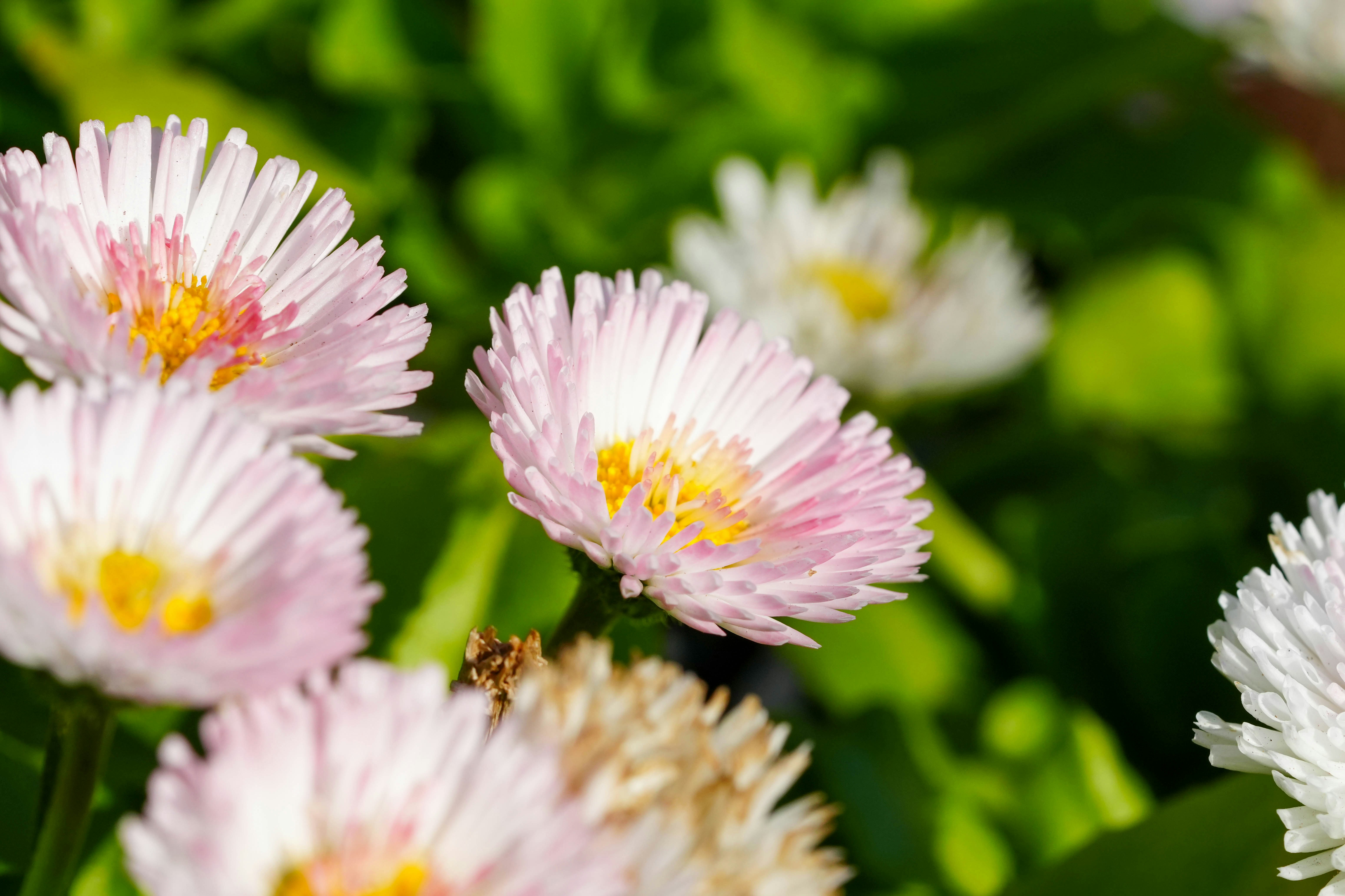 Petaled Spotlight: Soft Pink Daisies in a Sunlit Border