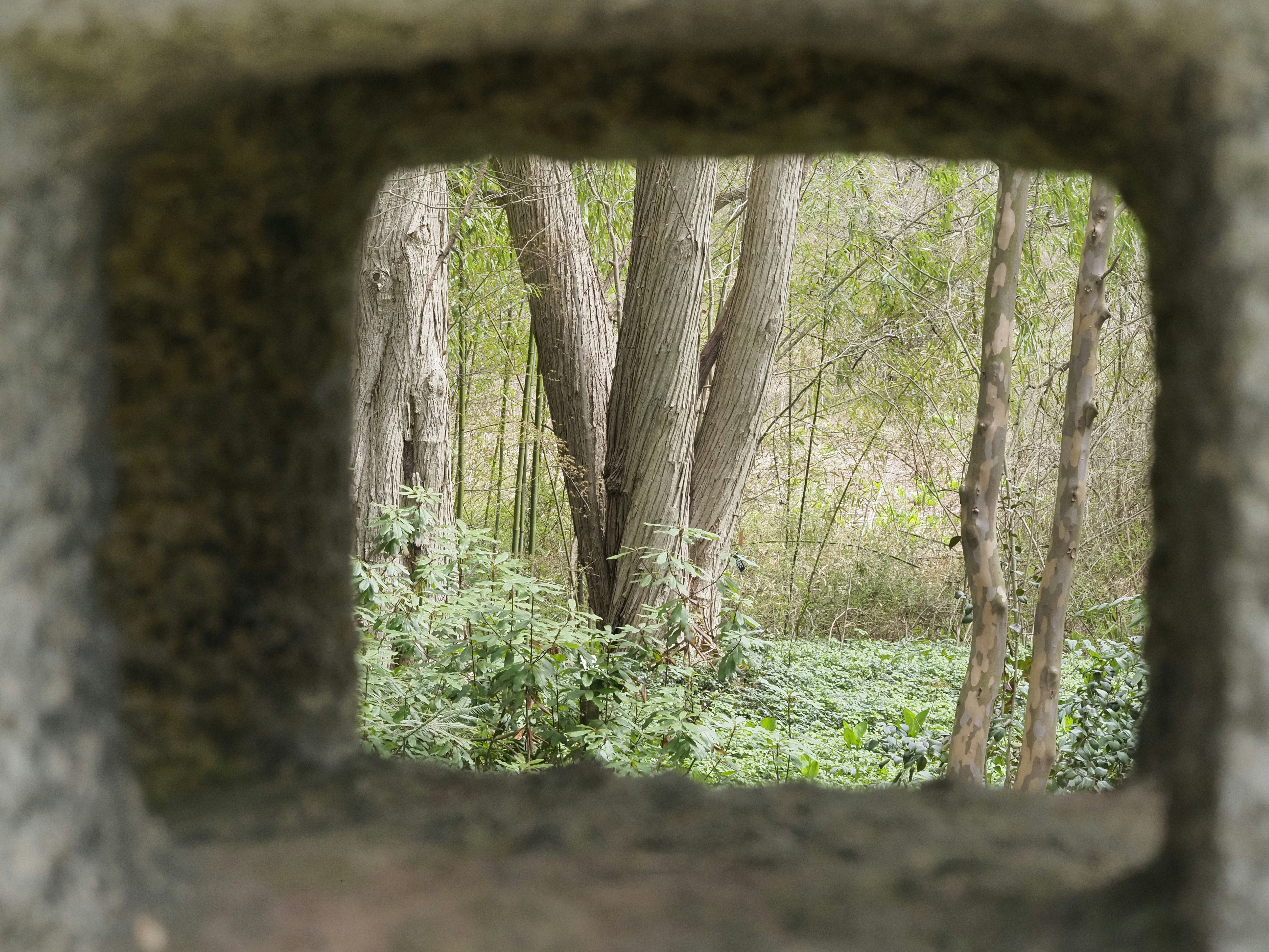 Hidden grove through a stone frame