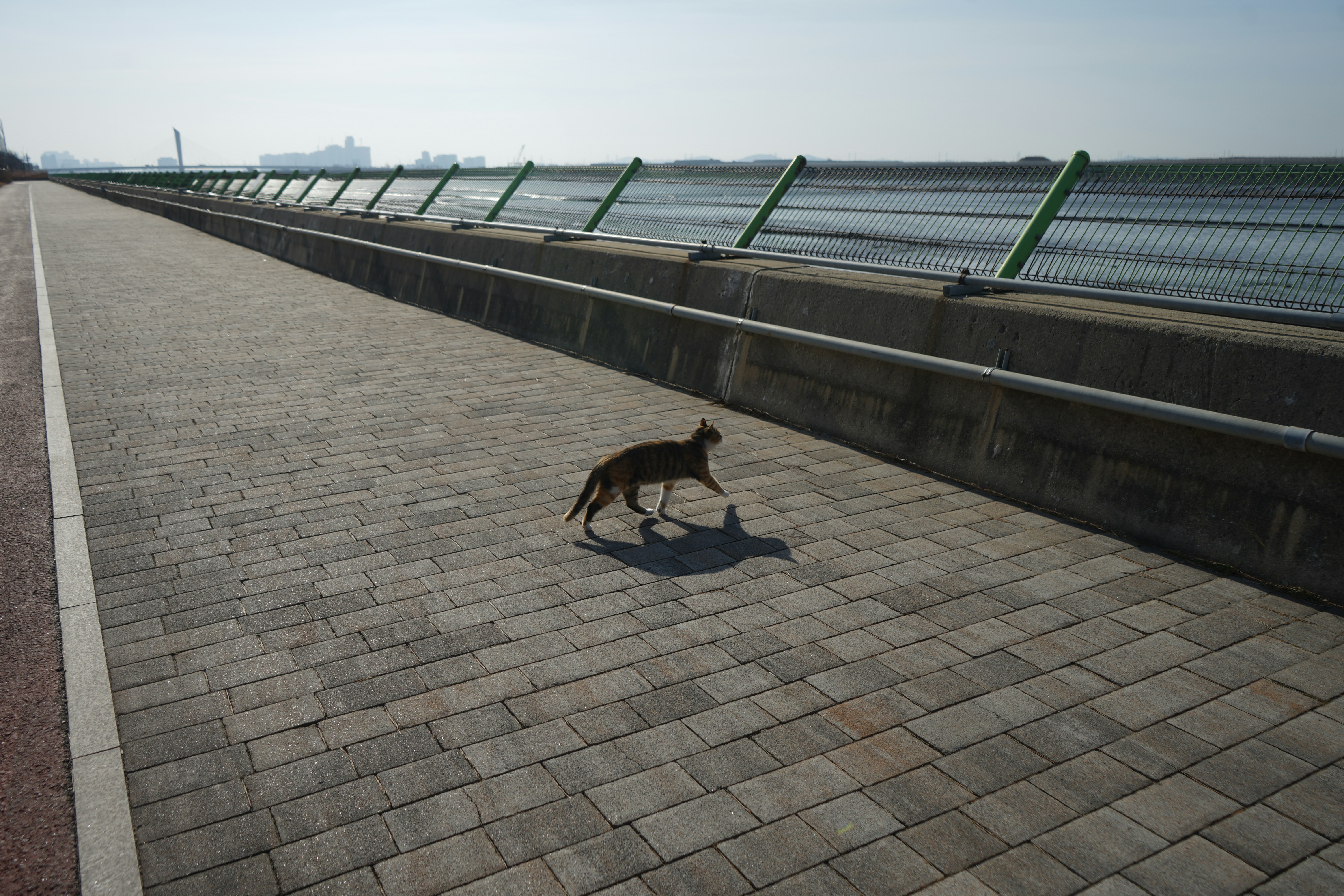 Wayfarer on the Promenade: A lone fox under the railing