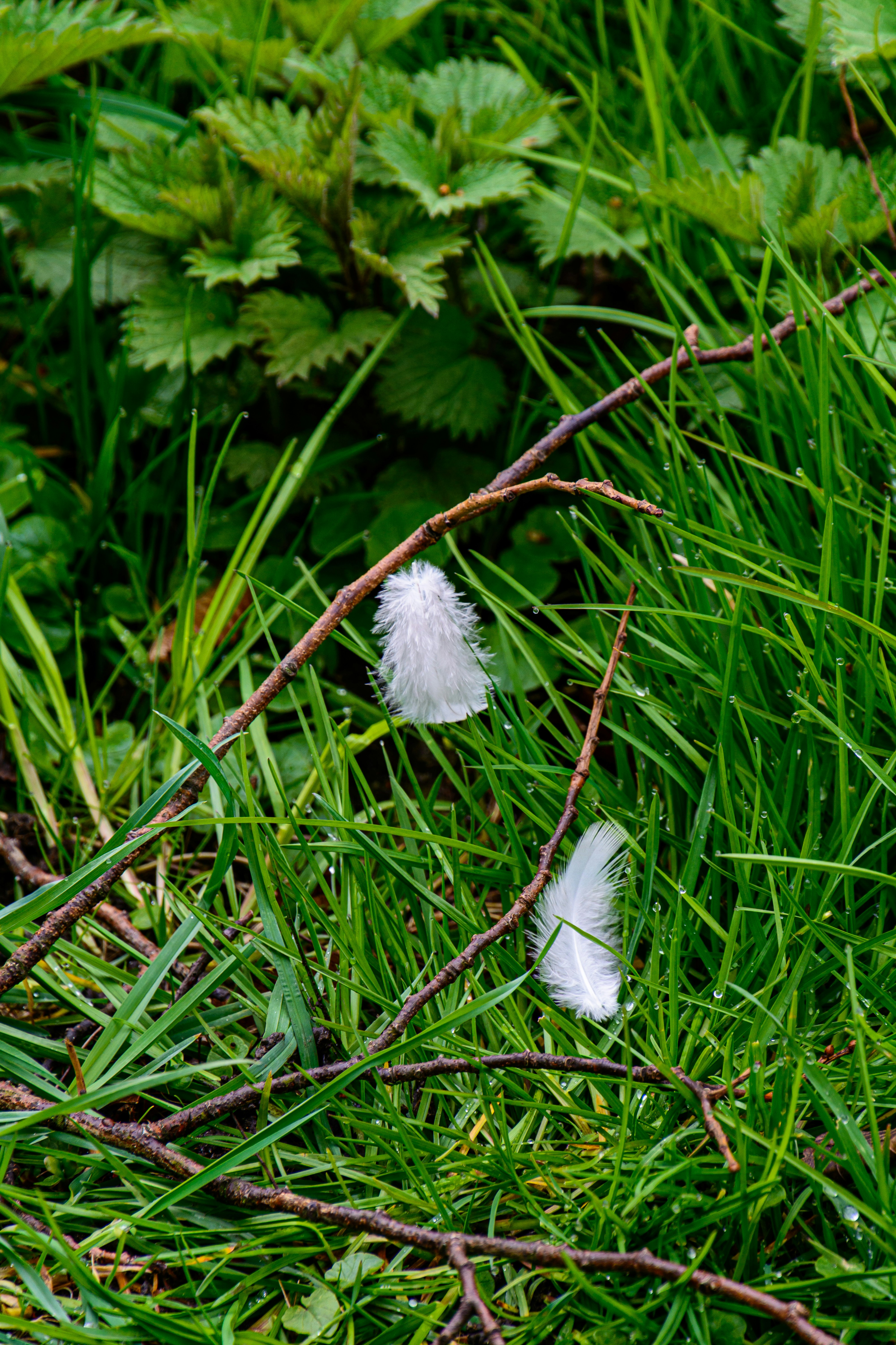 Whispering Feathers on a Bed of Grass
