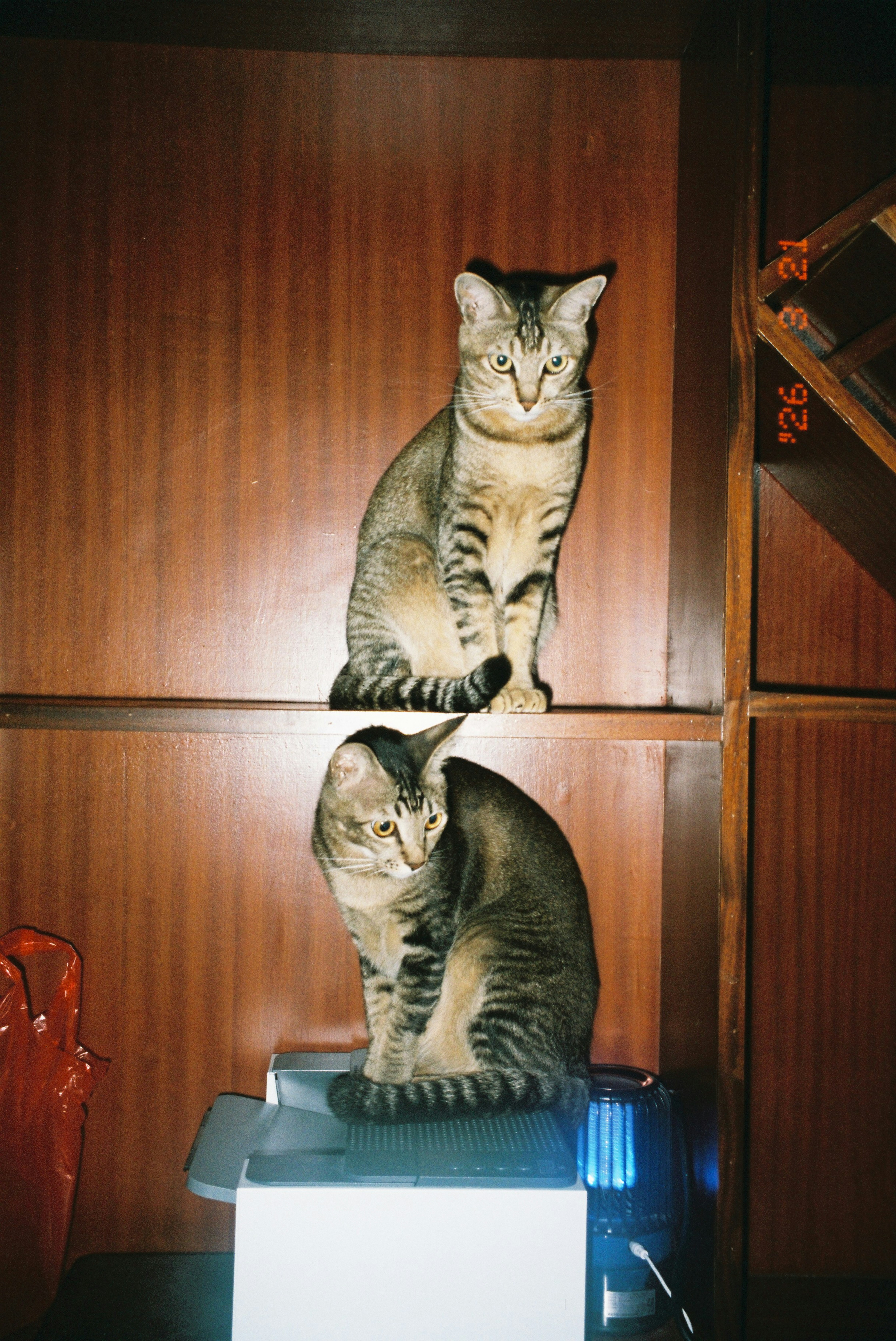 Twin-pawed sentinels perched in a wooden cabinet