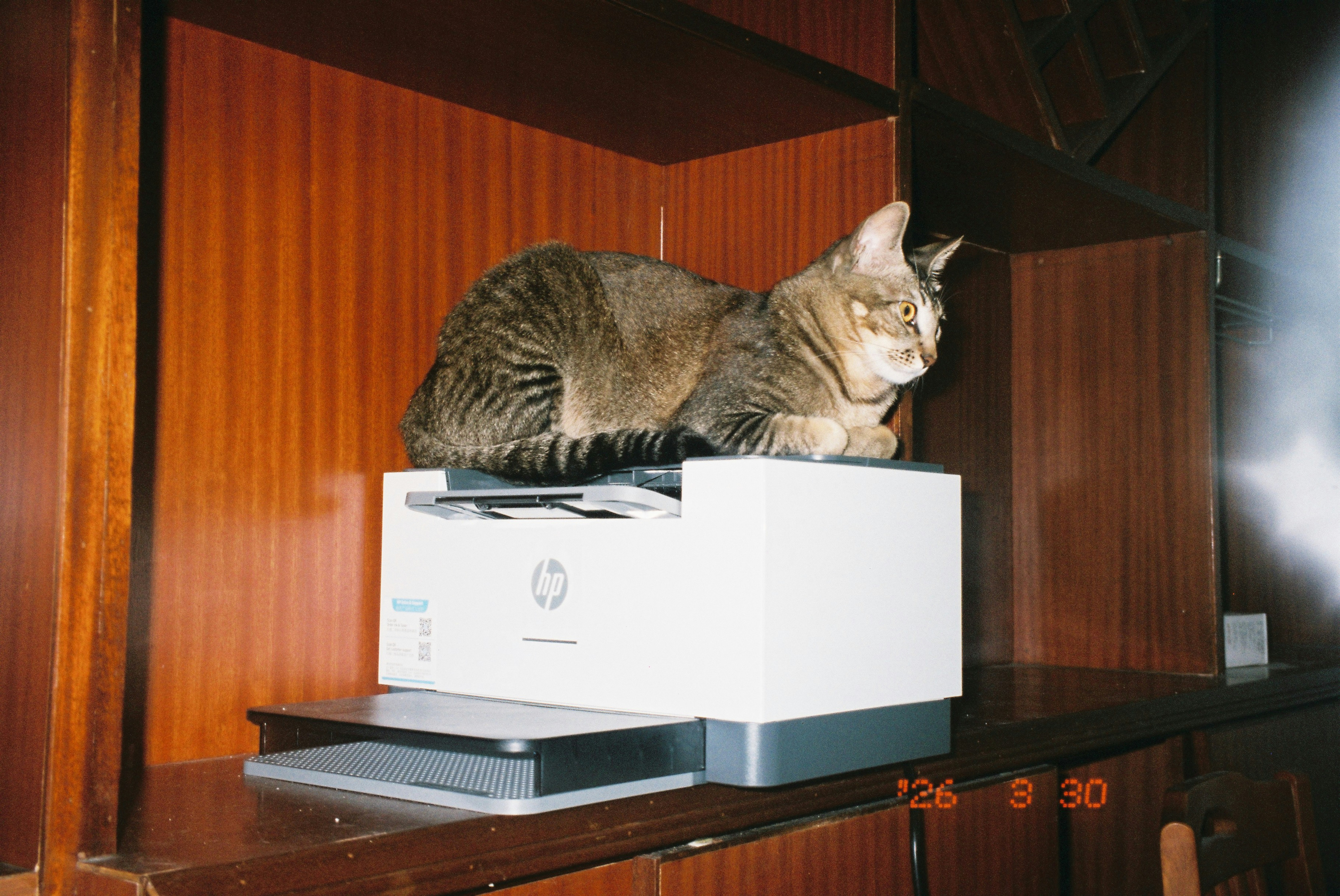 Cat Perched on a Printer, Nestled within a Wood-Lined Shelf