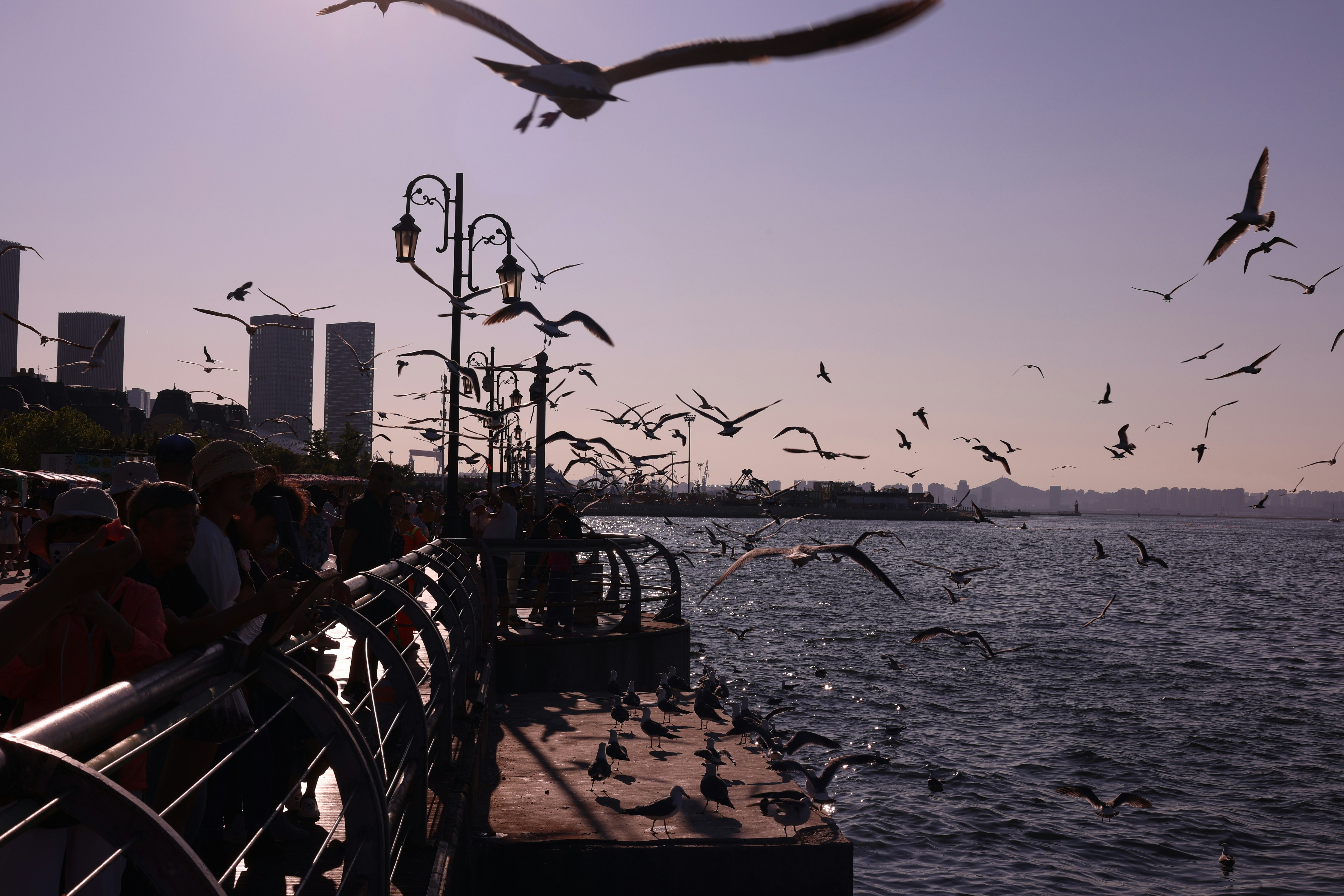 Seagull Parade over the Waterfront Promenade