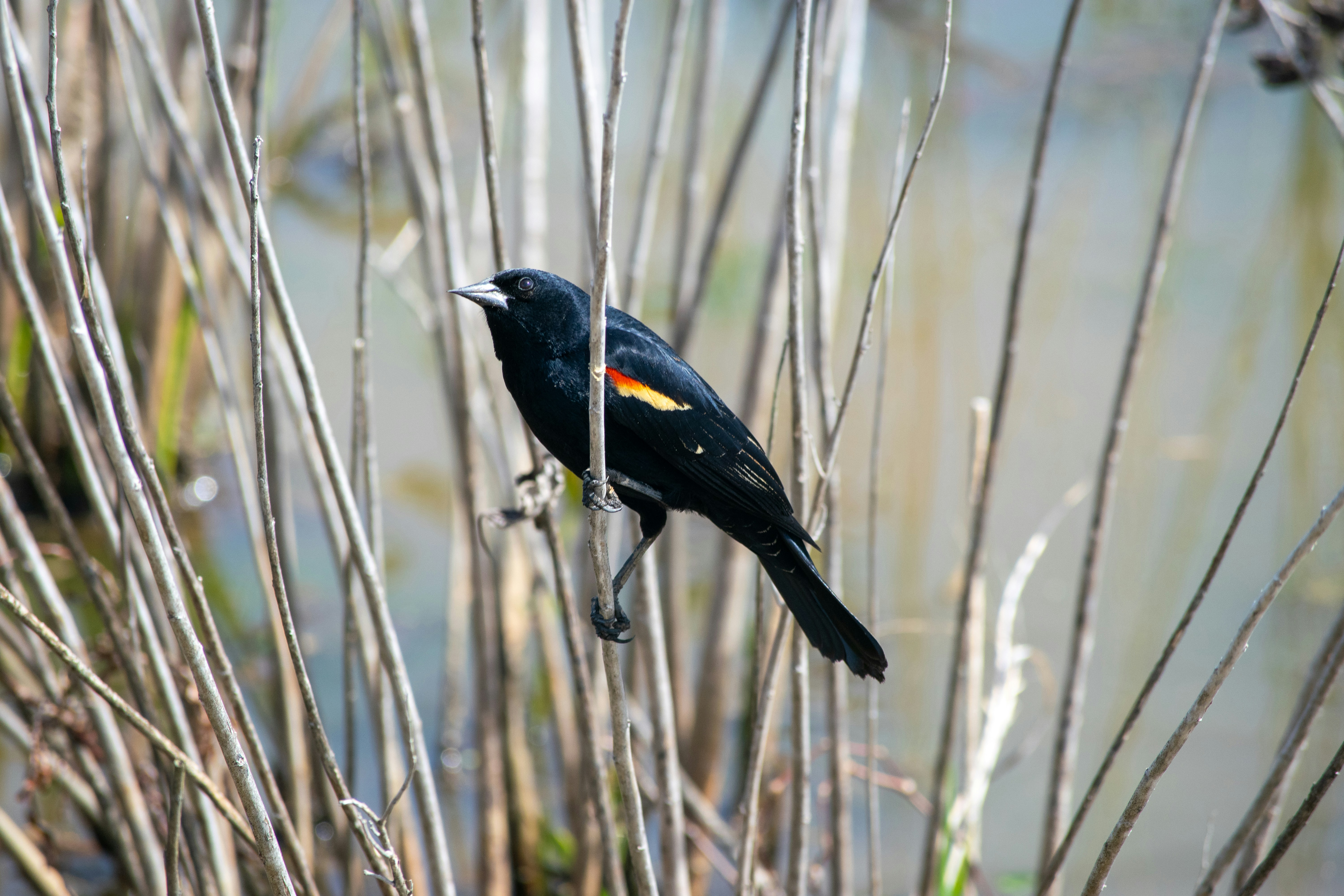 Scarlet-backed Warbler Adrift Among Reed Skeletons