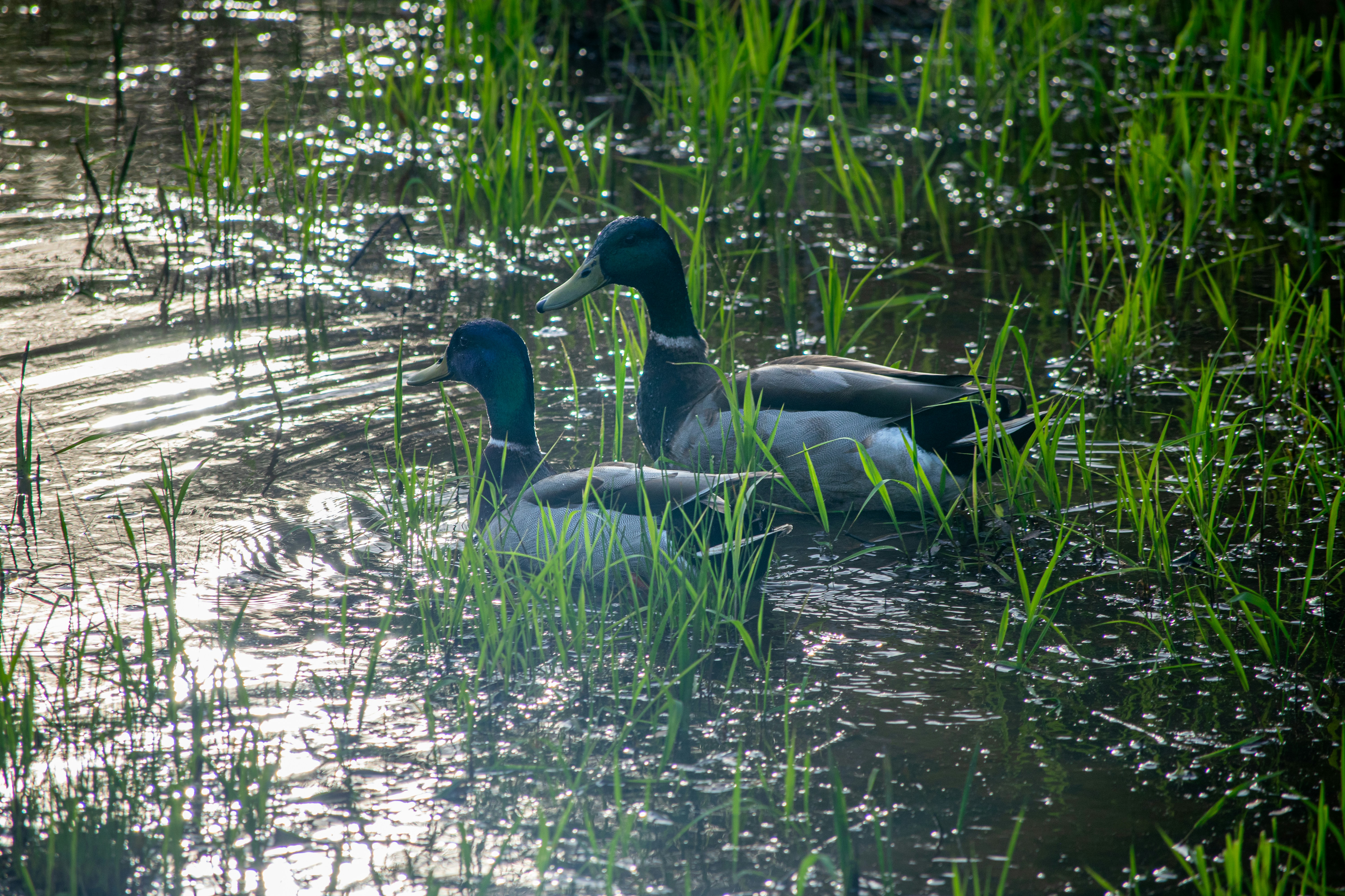 Duo of Mallards Amid Morning Ripples