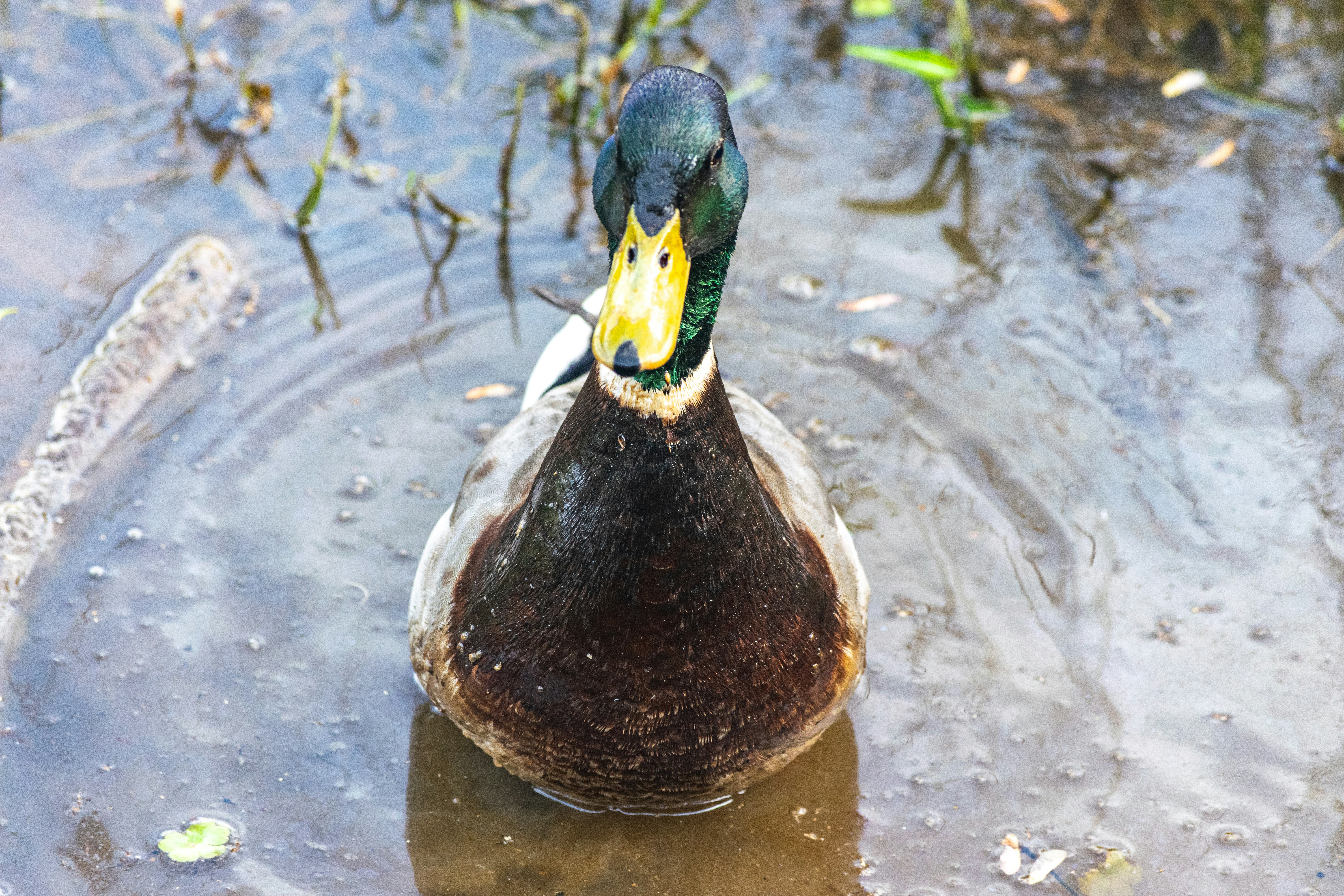 Glassy, side-eye Greeting: A Mallard in Muddy Water